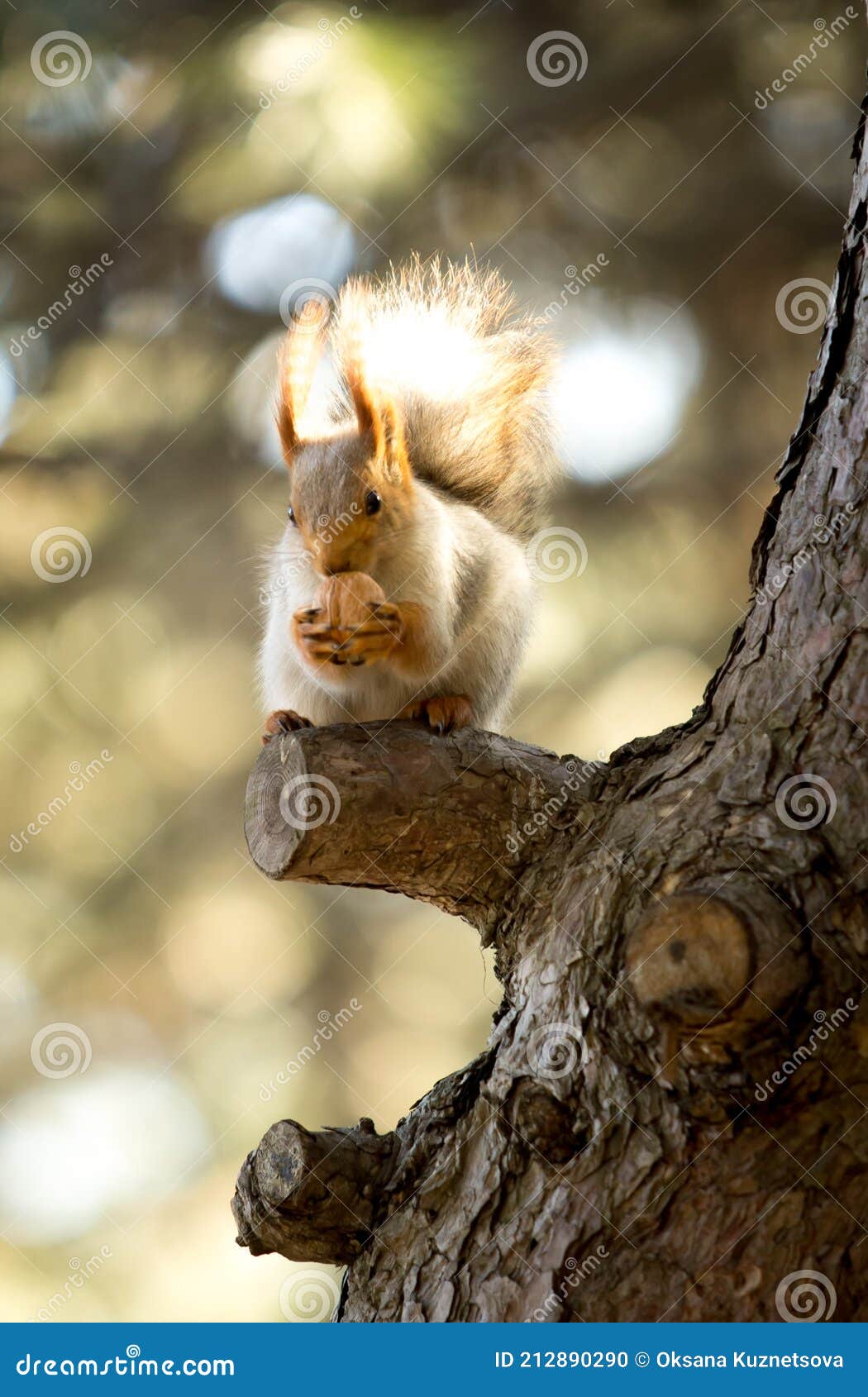 Squirrel on a branch. stock photo. Image of outdoor - 212890290
