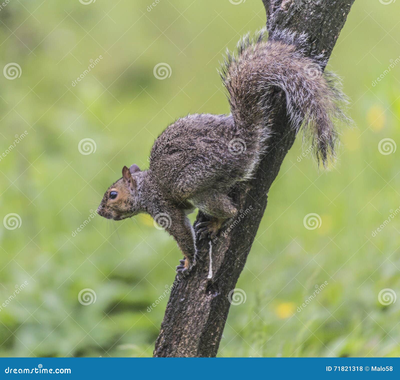 Squirrel stock photo. Image of squirrelonabranch, farm - 71821318