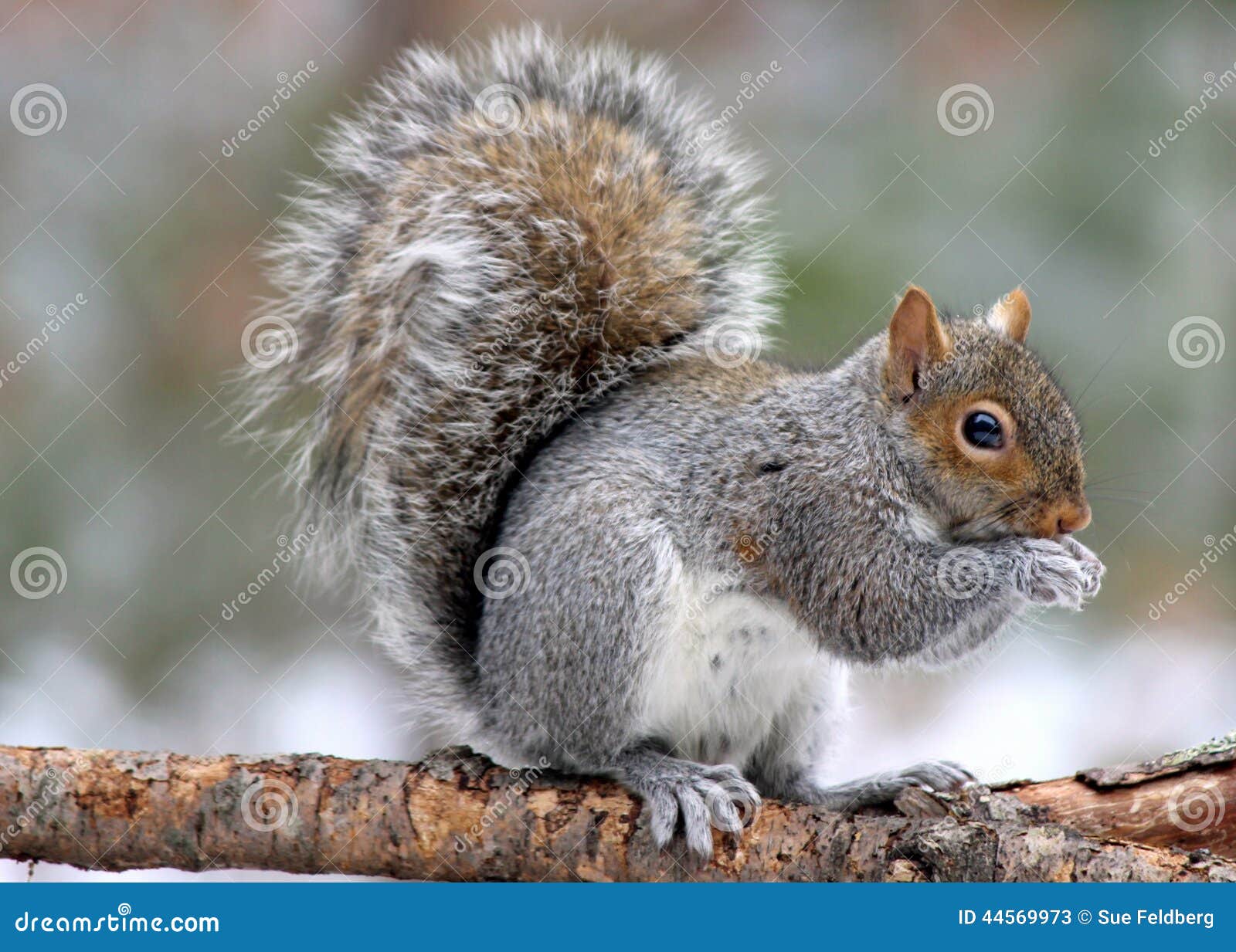 Squirrel on a Branch stock image. Image of rodent, nature - 44569973