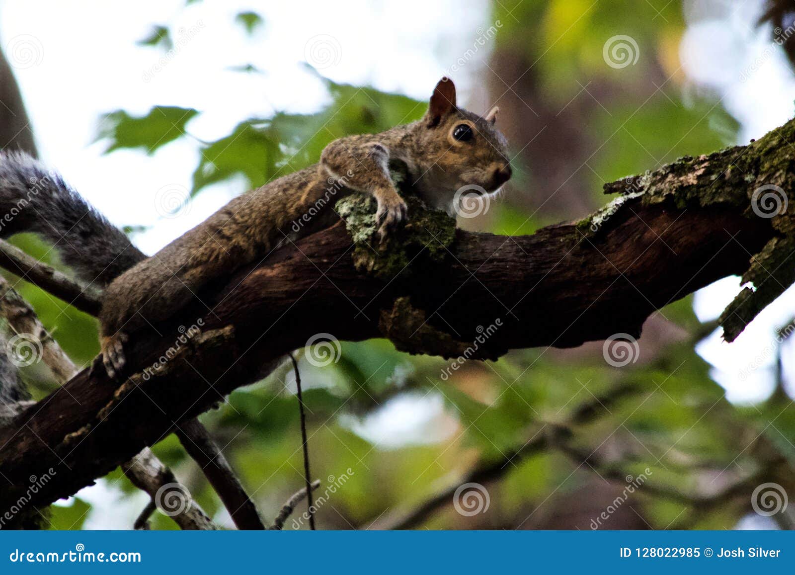 Squirrel on a branch. stock image. Image of bushy, grey - 128022985
