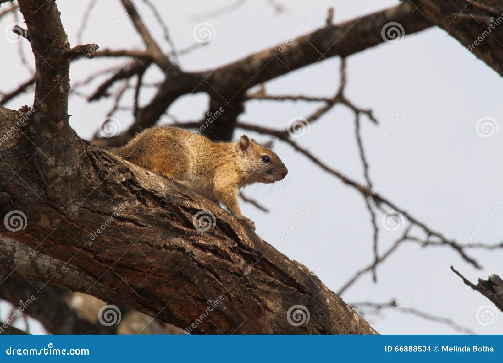Squirrel on an branch stock photo. Image of beautiful - 66888504