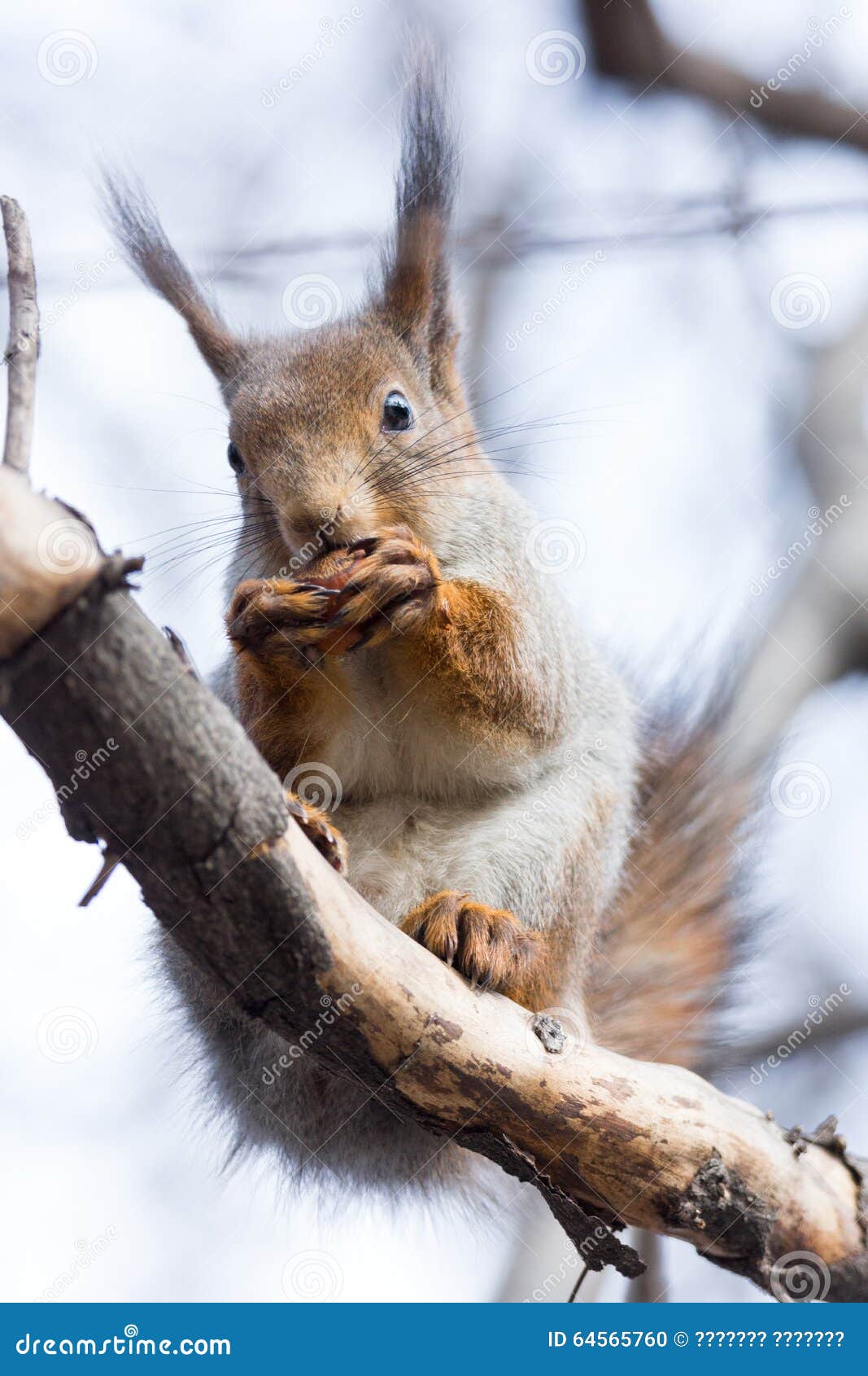 Squirrel on a branch stock photo. Image of squirrel, forest - 64565760