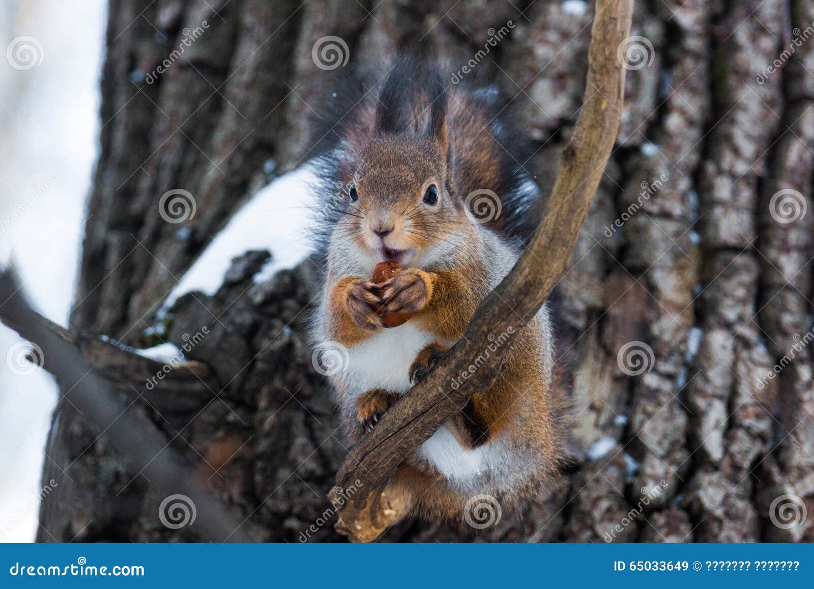 Squirrel on a branch stock image. Image of portrait, forest - 65033649