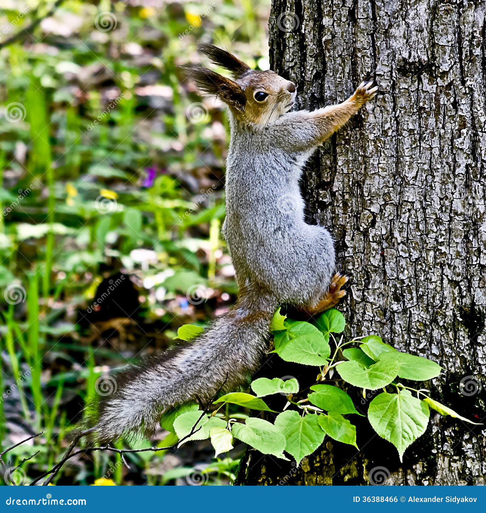 The Squirrel on a Branch of Pine. Stock Photo - Image of mustache ...