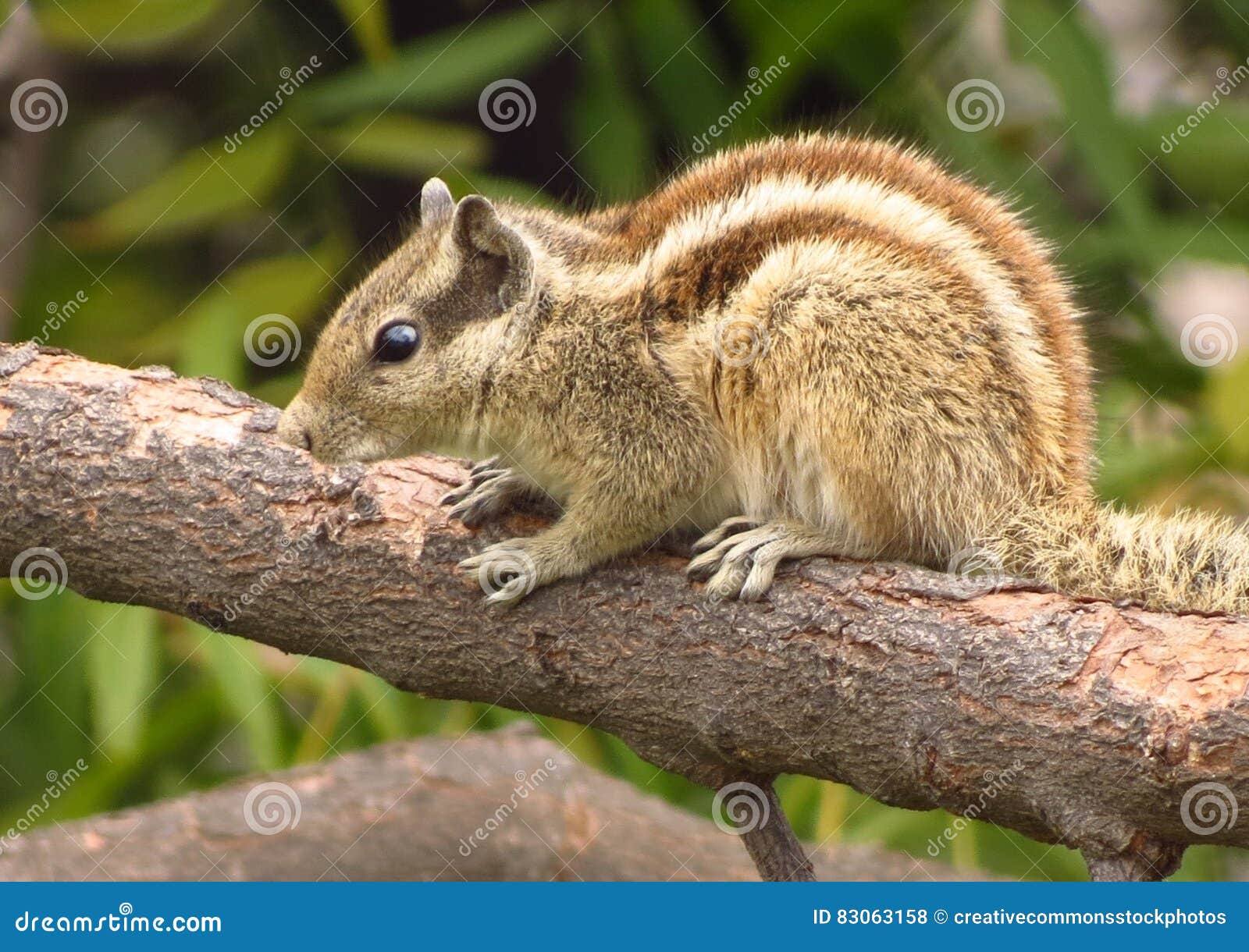 Squirrel On Branch Picture. Image: 83063158