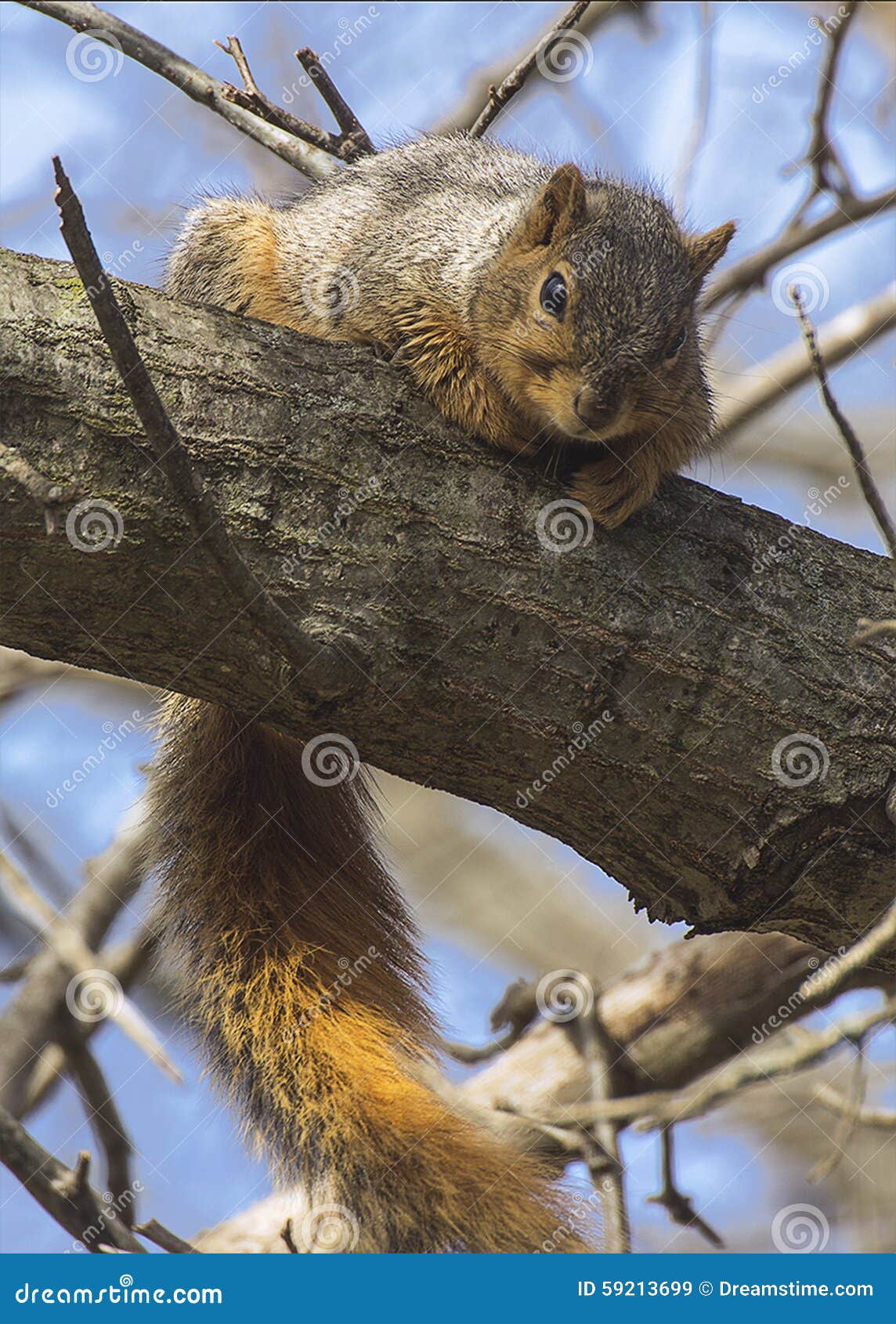 Squirrel on Branch stock image. Image of peaceful, outdoor - 59213699
