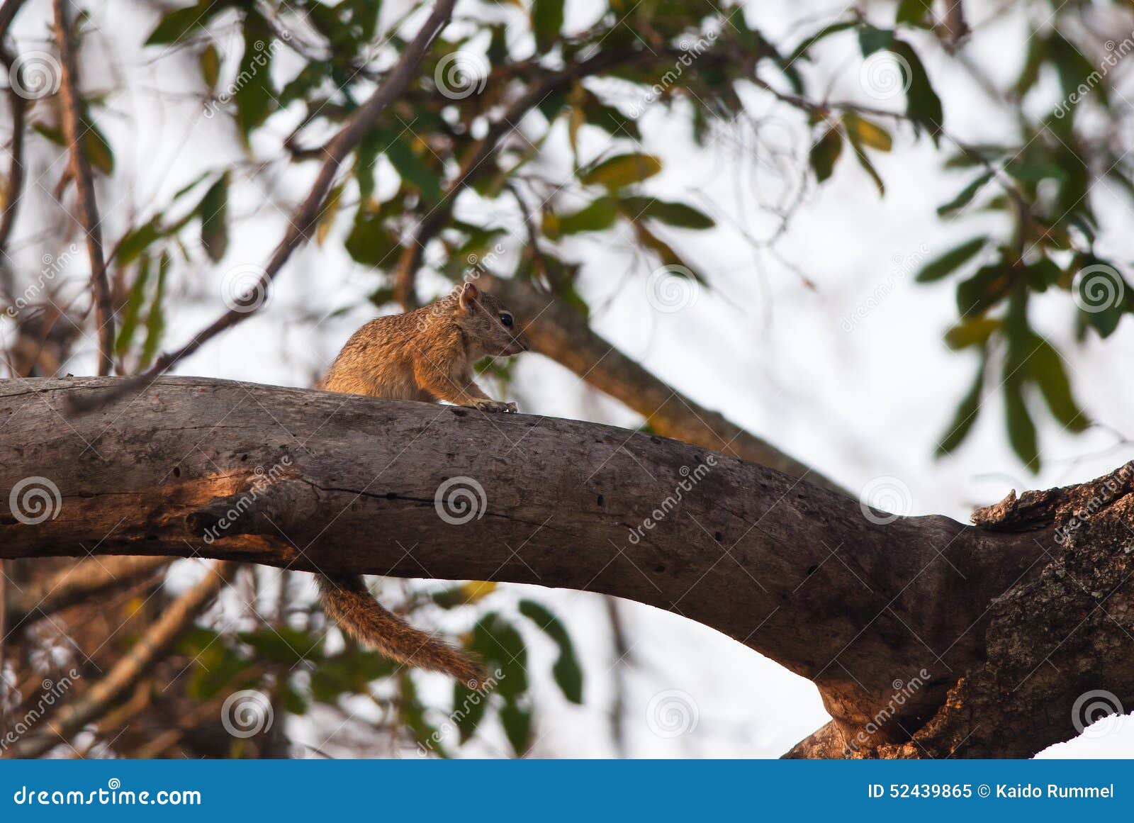 Squirrel on a branch stock image. Image of safari, cepapi - 52439865