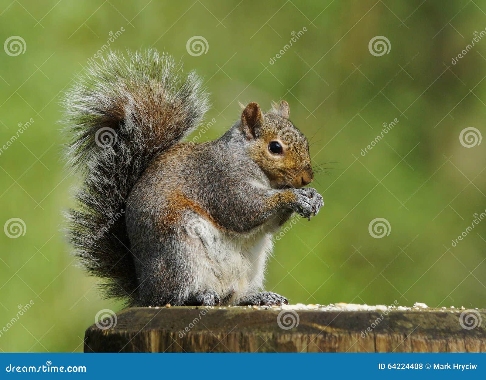 Squirrel stock photo. Image of nature, bushy, cute, sitting - 64224408