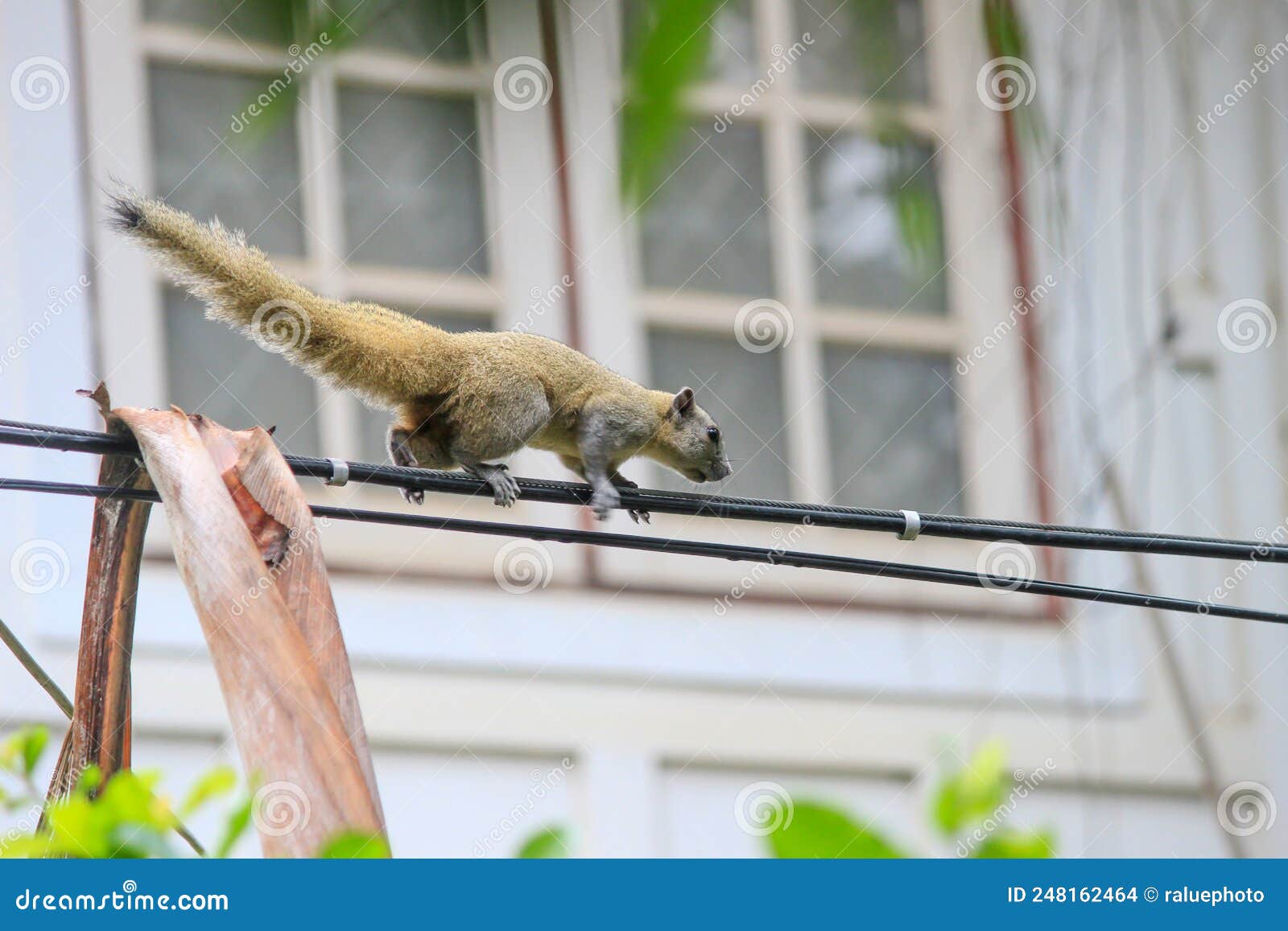 Squirrel on Cable in Thailand, Southeast Asia Stock Photo - Image of ...