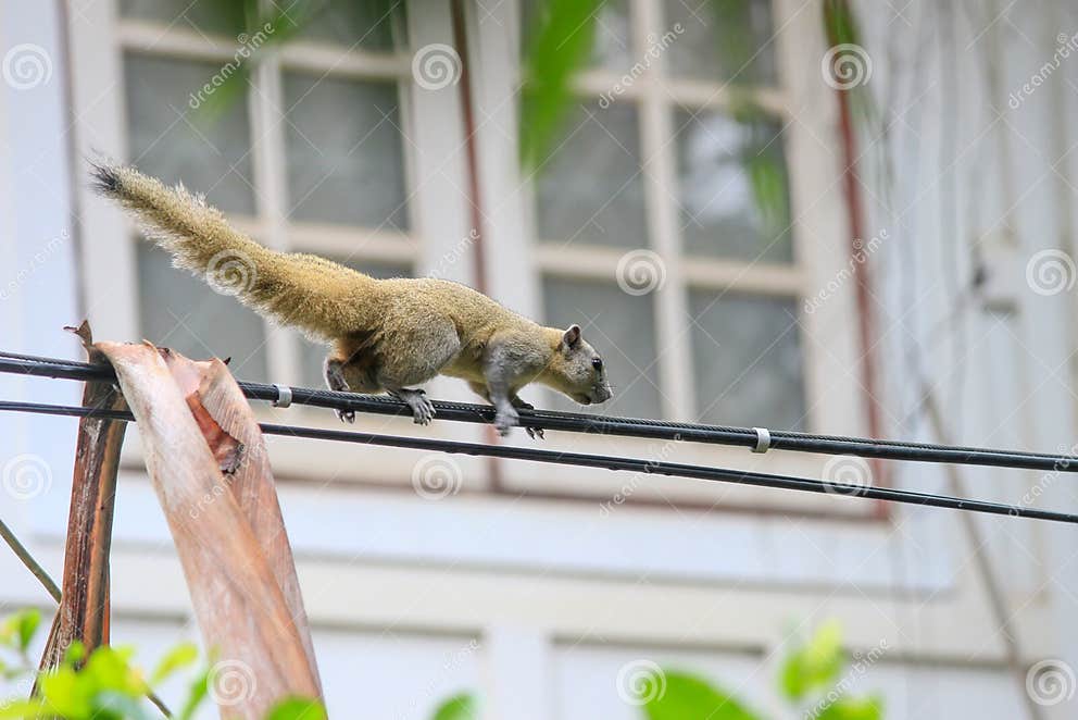 Squirrel on Cable in Thailand, Southeast Asia Stock Photo - Image of ...