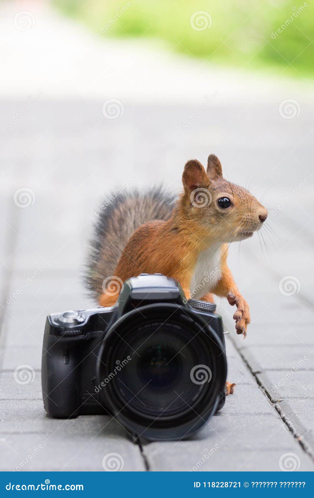 Squirrel and camera stock image. Image of photographer - 118228721