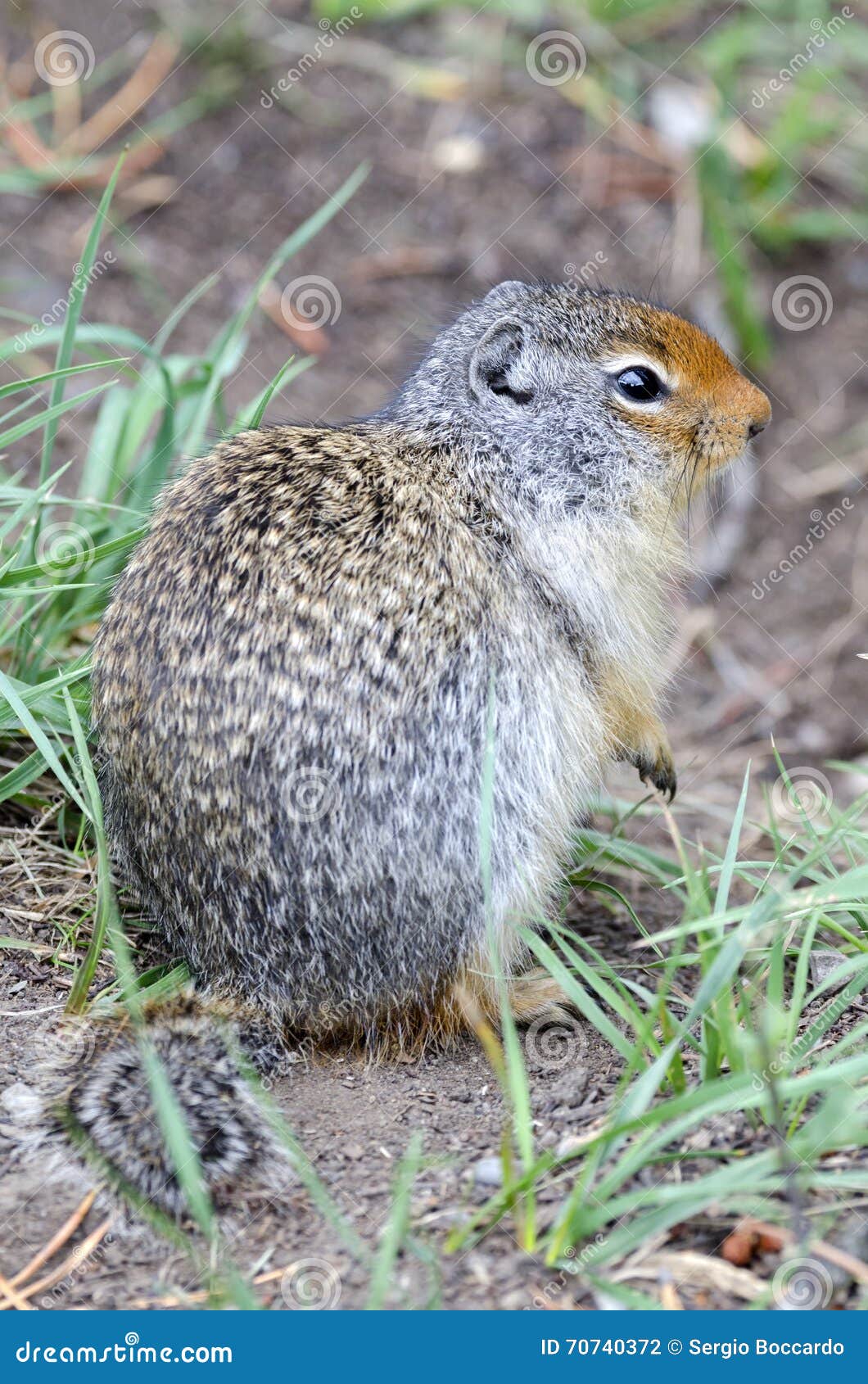 Squirrel in Canada stock photo. Image of rodent, nature - 70740372