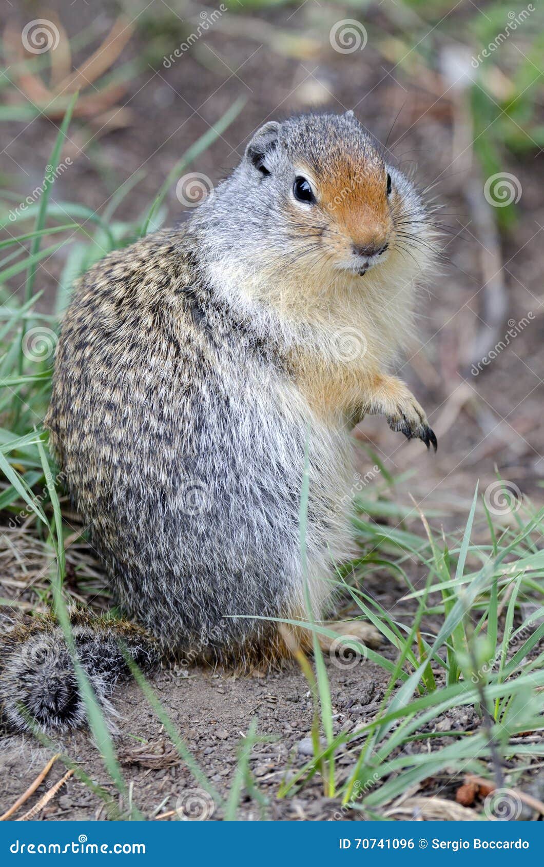Squirrel in Canada stock photo. Image of rodent, environment - 70741096