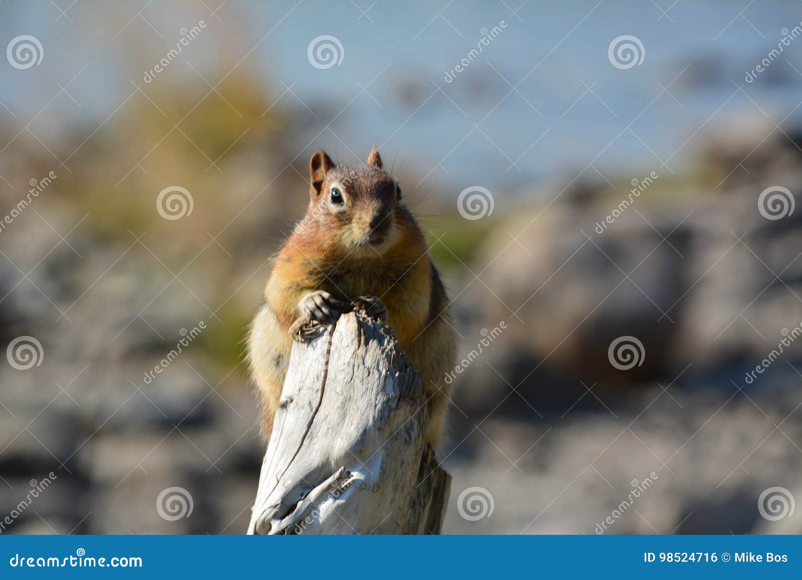 Squirrel Canada stock photo. Image of geweldigefoto, explore - 98524716