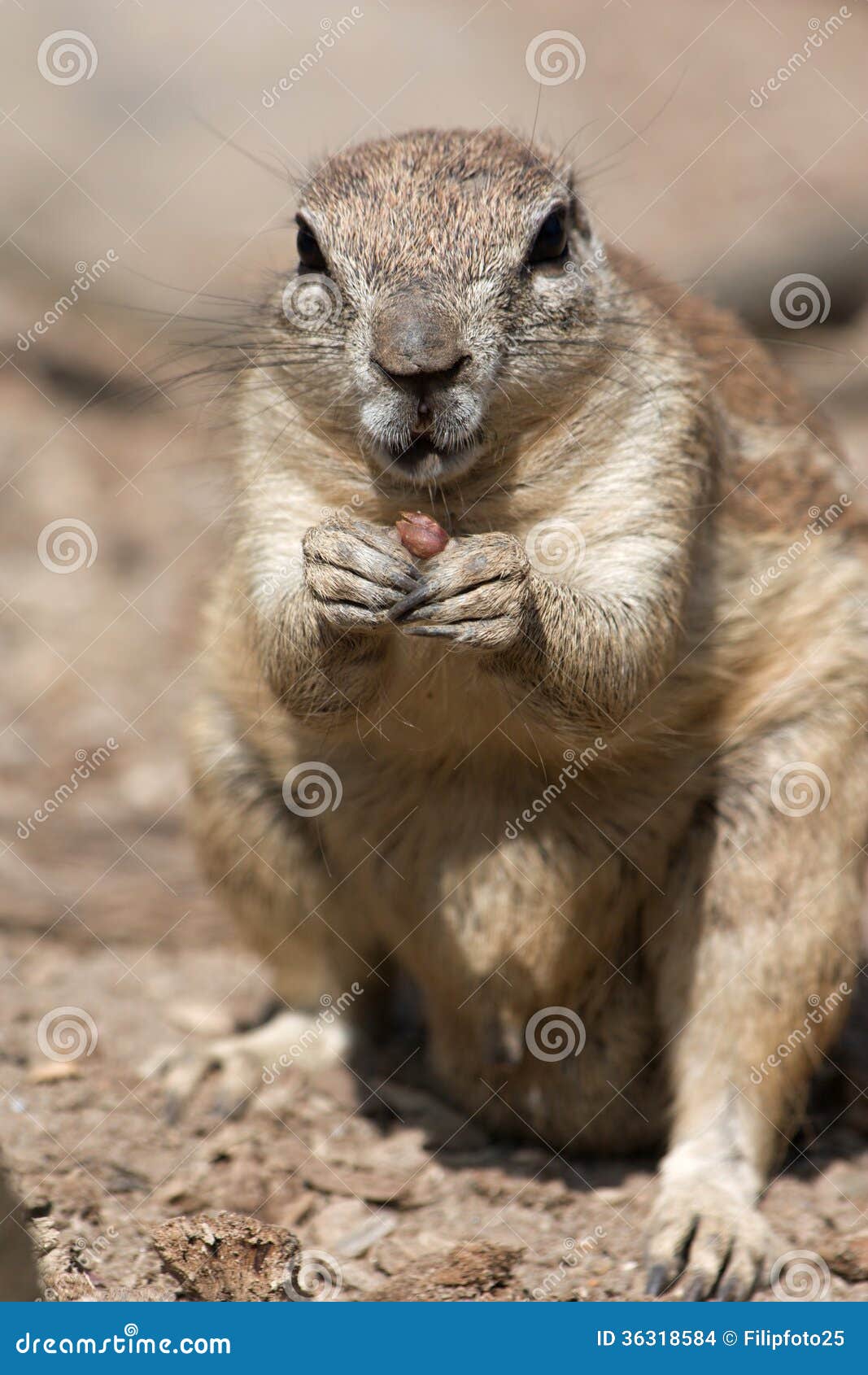 Squirrel cape stock photo. Image of fauna, national, squirrel - 36318584