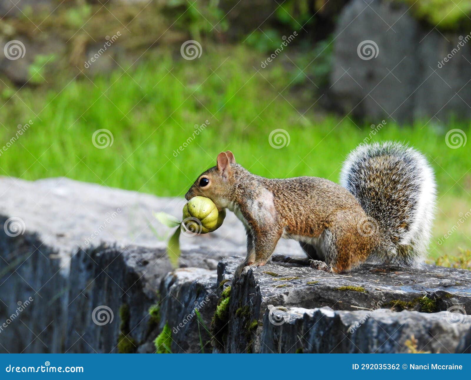 Squirrel Carrying Nut in Autumn Stock Photo - Image of season, spatial ...