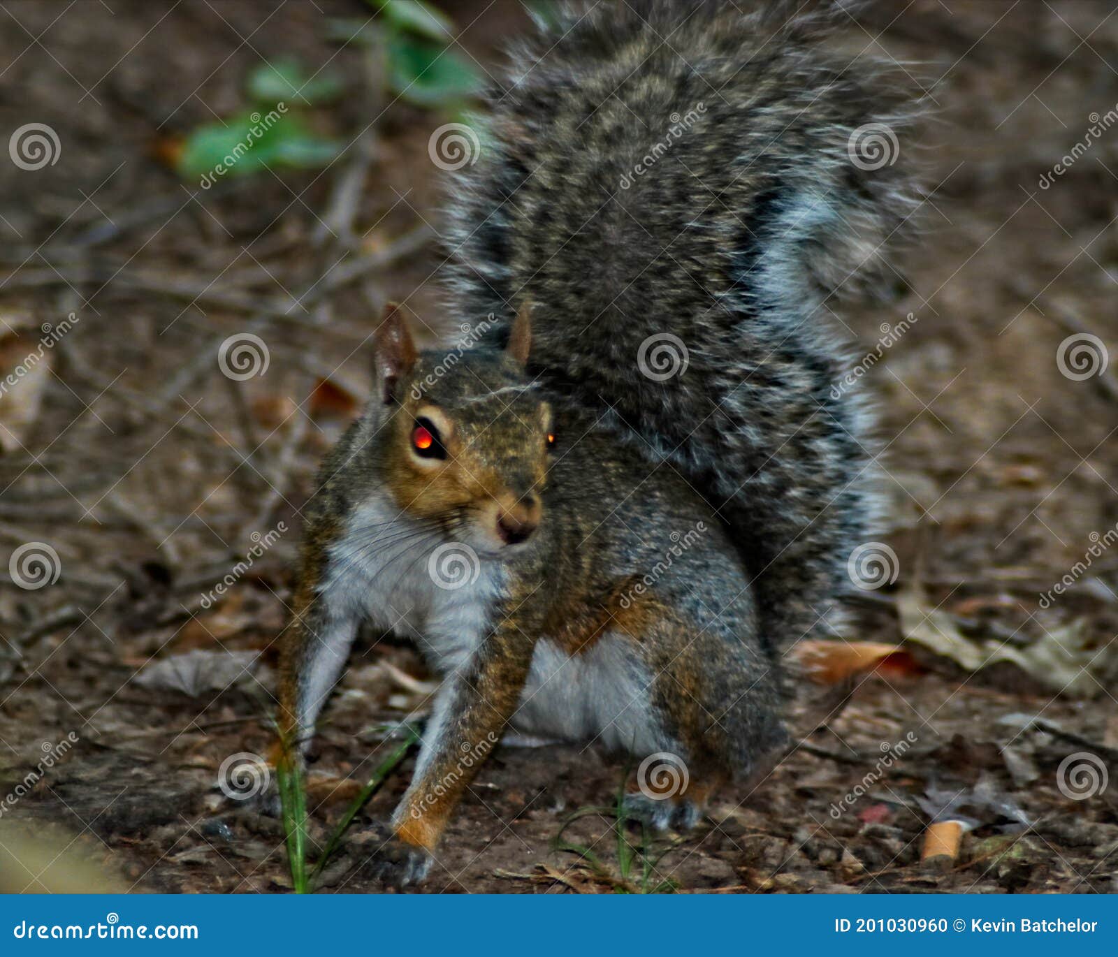 Squirrel with glowing eyes stock photo. Image of wildlife - 201030960