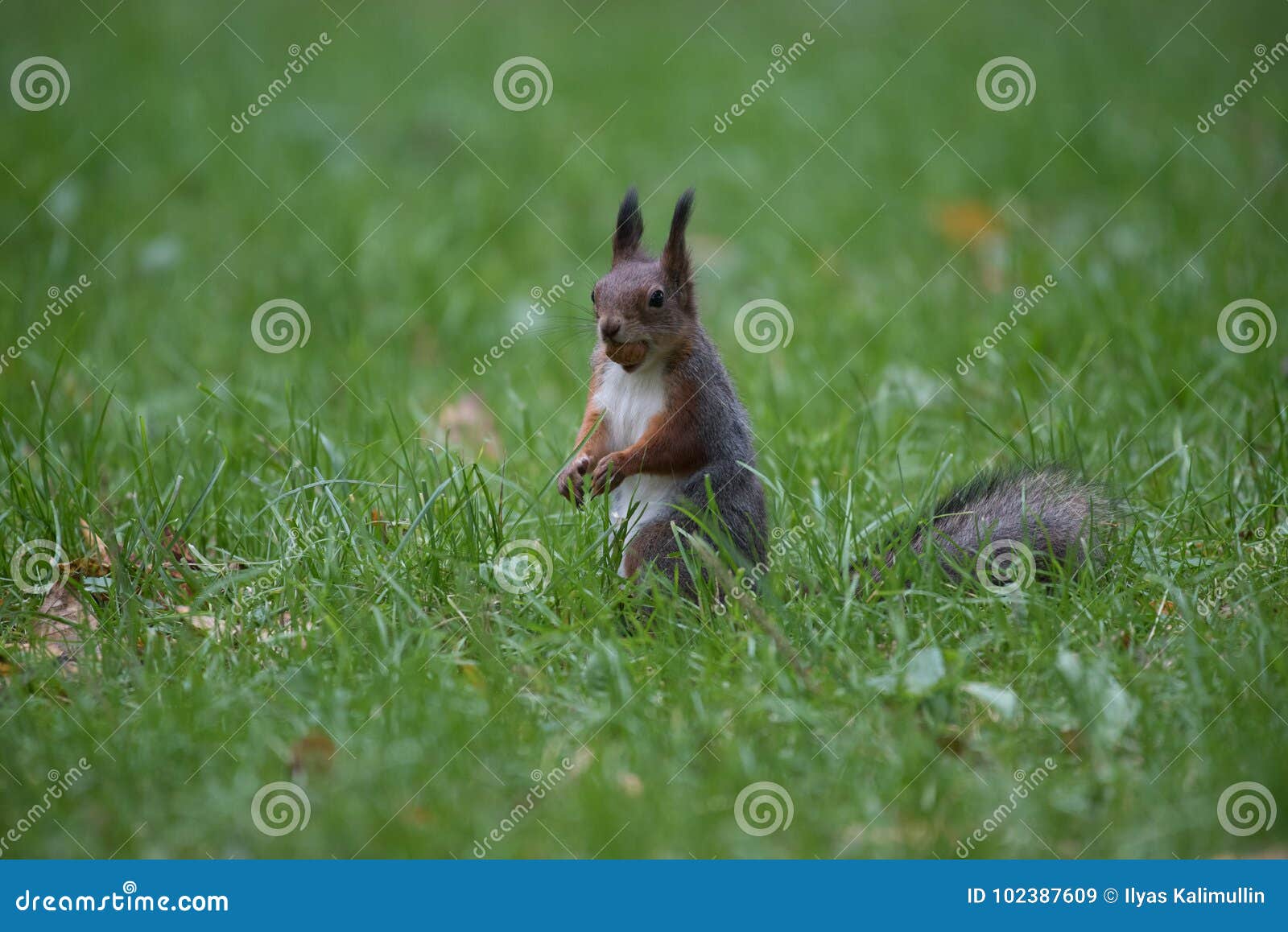 Squirrel Caught Up with a Big Nut Stock Image - Image of closeup ...