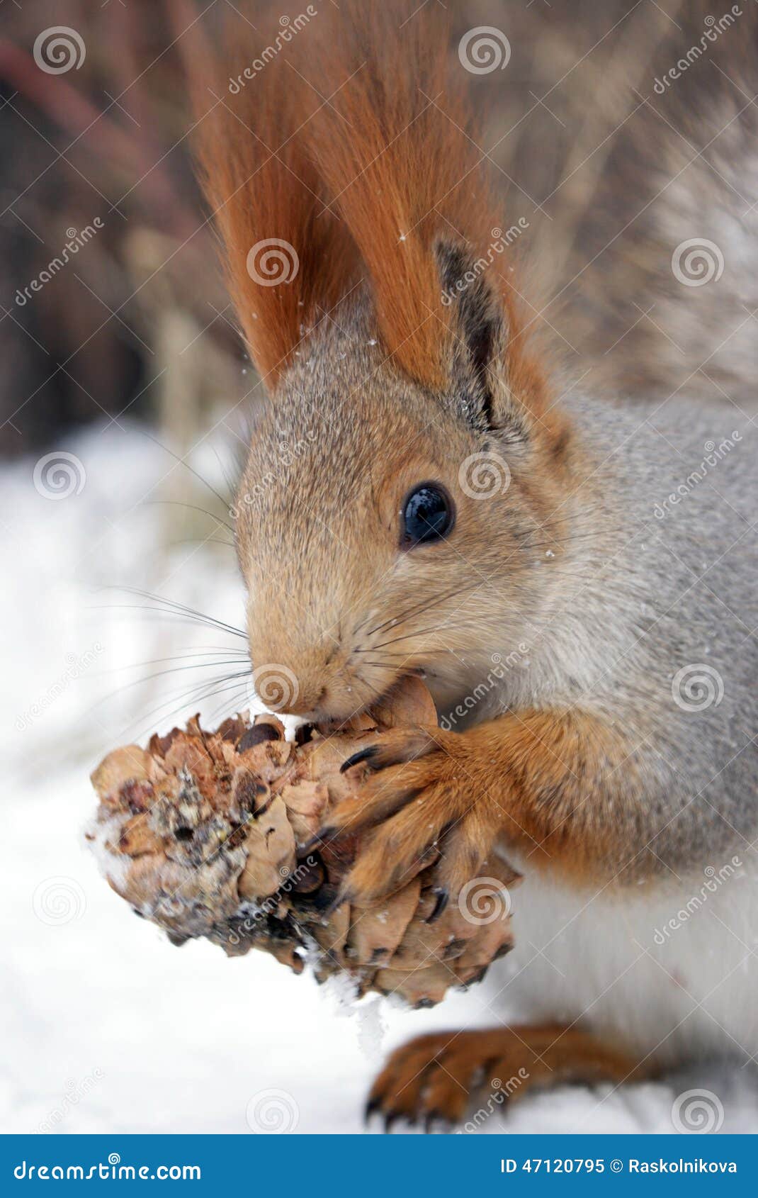 Squirrel with the Cedar Cone Stock Image - Image of seeds, leaves: 47120795