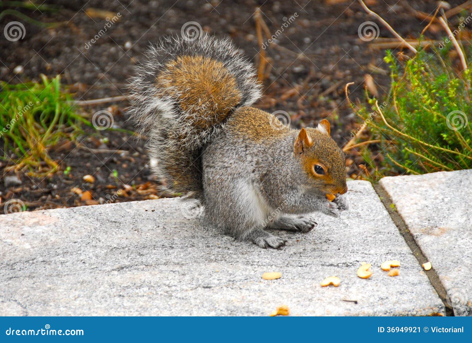 Squirrel of the Central Park, New York Stock Image - Image of fast ...