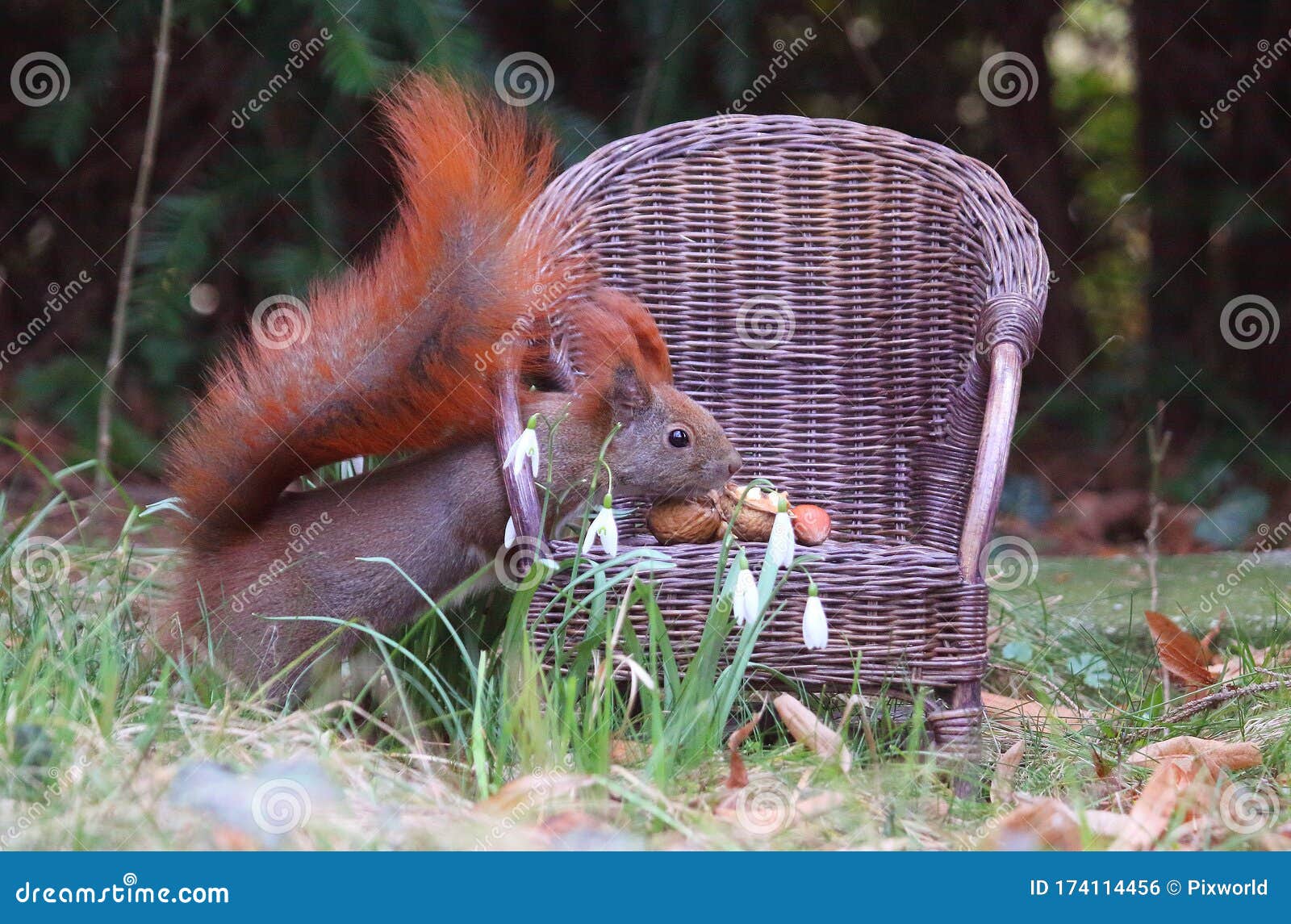 Squirrel on a Chair in Summer Time Stock Photo - Image of standing ...