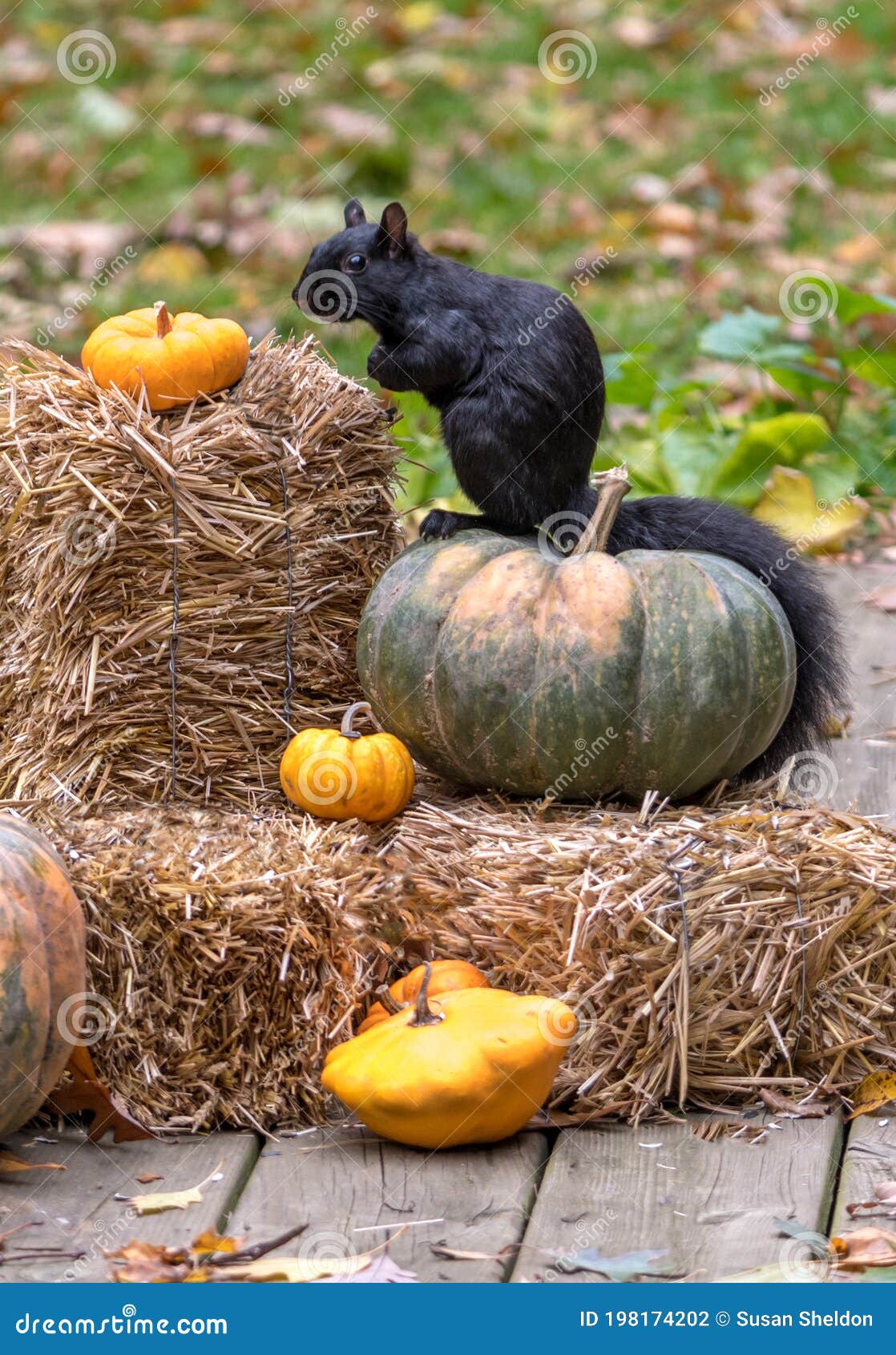Squirrel Checks Out Fall Display Stock Photo - Image of close, mammal ...