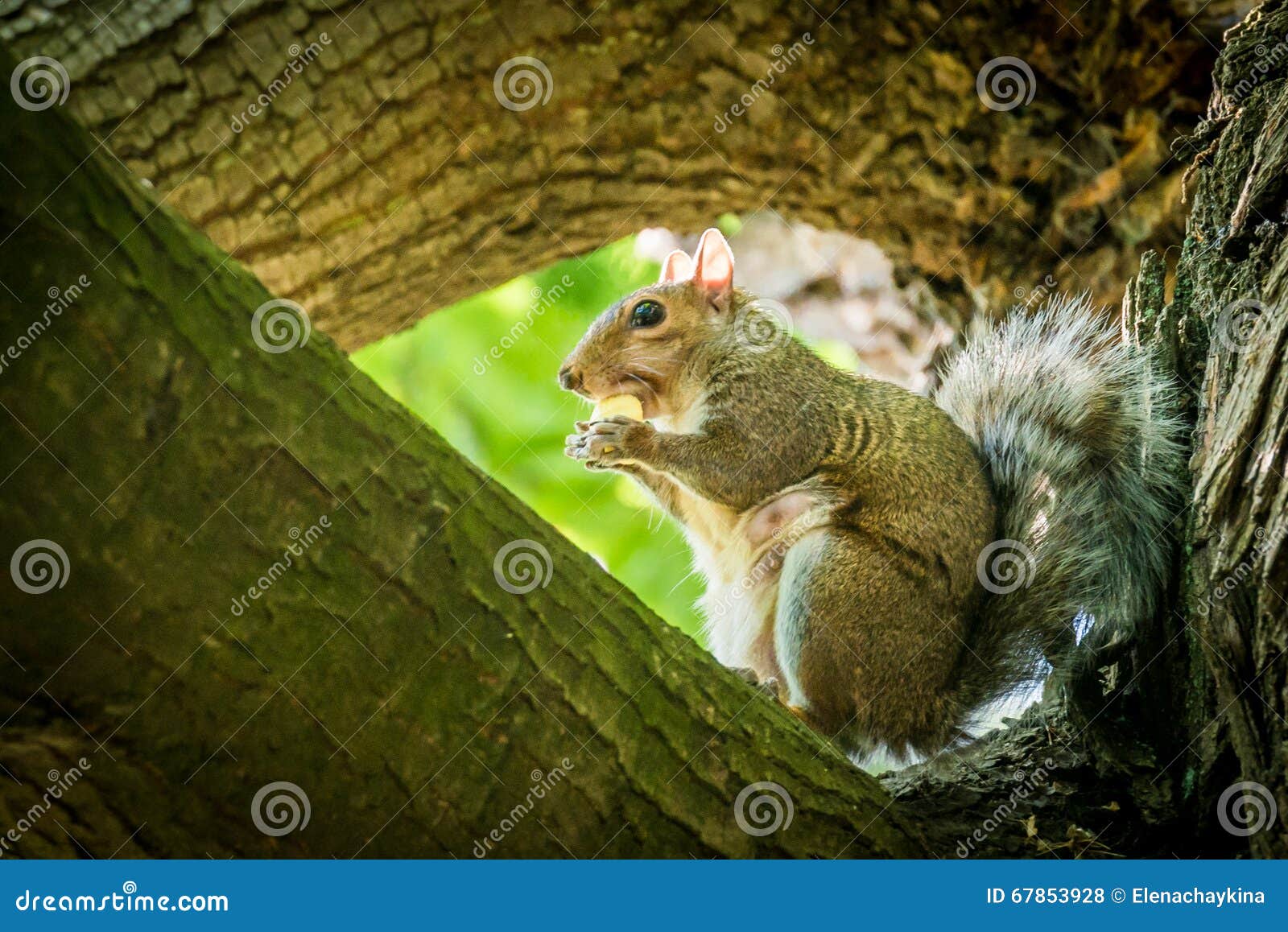Squirrel with a chestnut stock photo. Image of wild, squirrel - 67853928