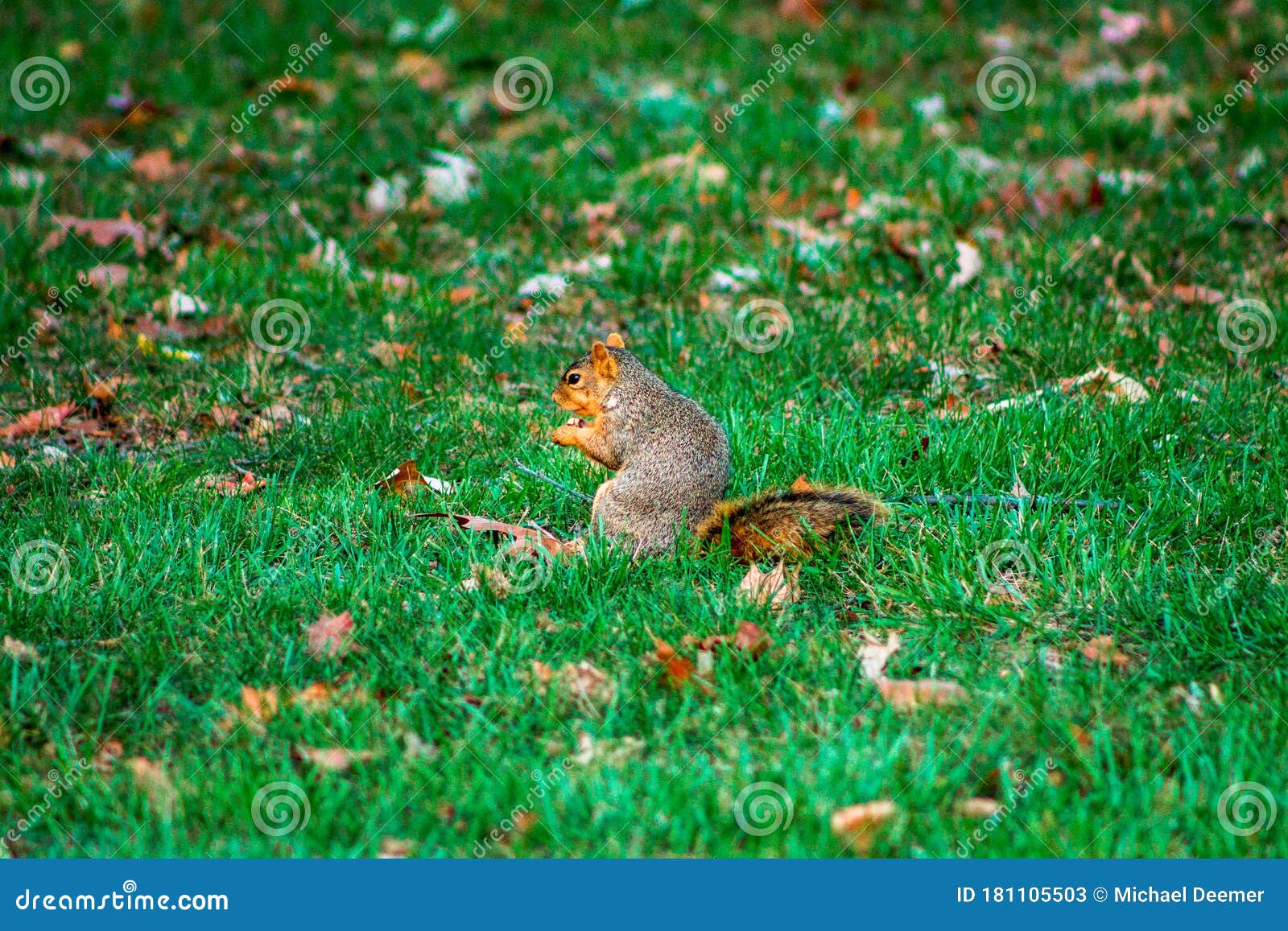 Squirrel Chewing on a Nut during the Fall Stock Image - Image of fresh ...