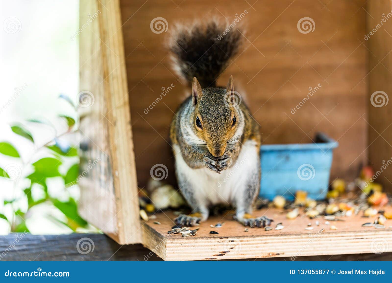 Squirrel Chewing Some Nuts it Found Stock Image - Image of animal ...