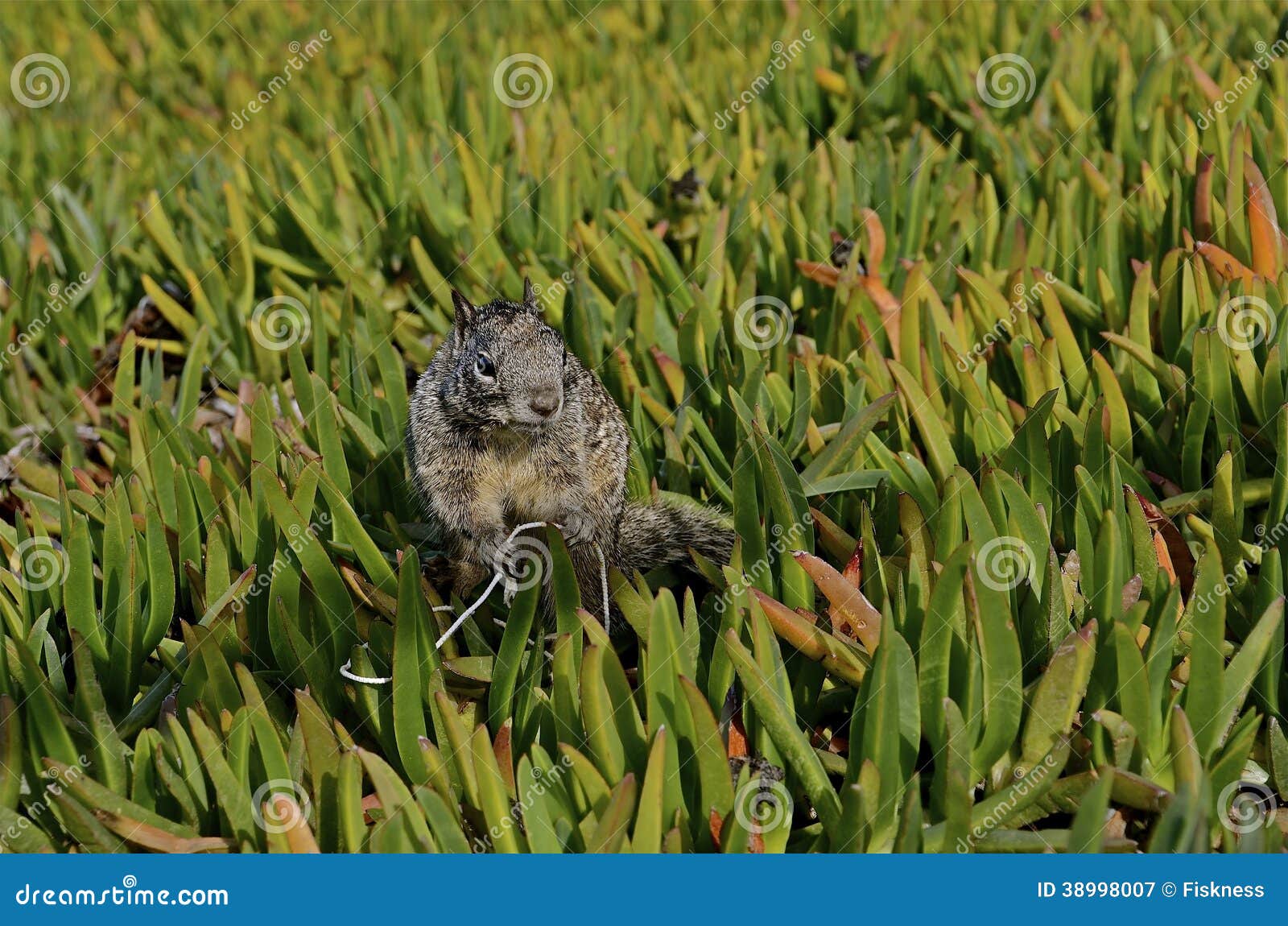 Squirrel Chewing String stock image. Image of mammal - 38998007