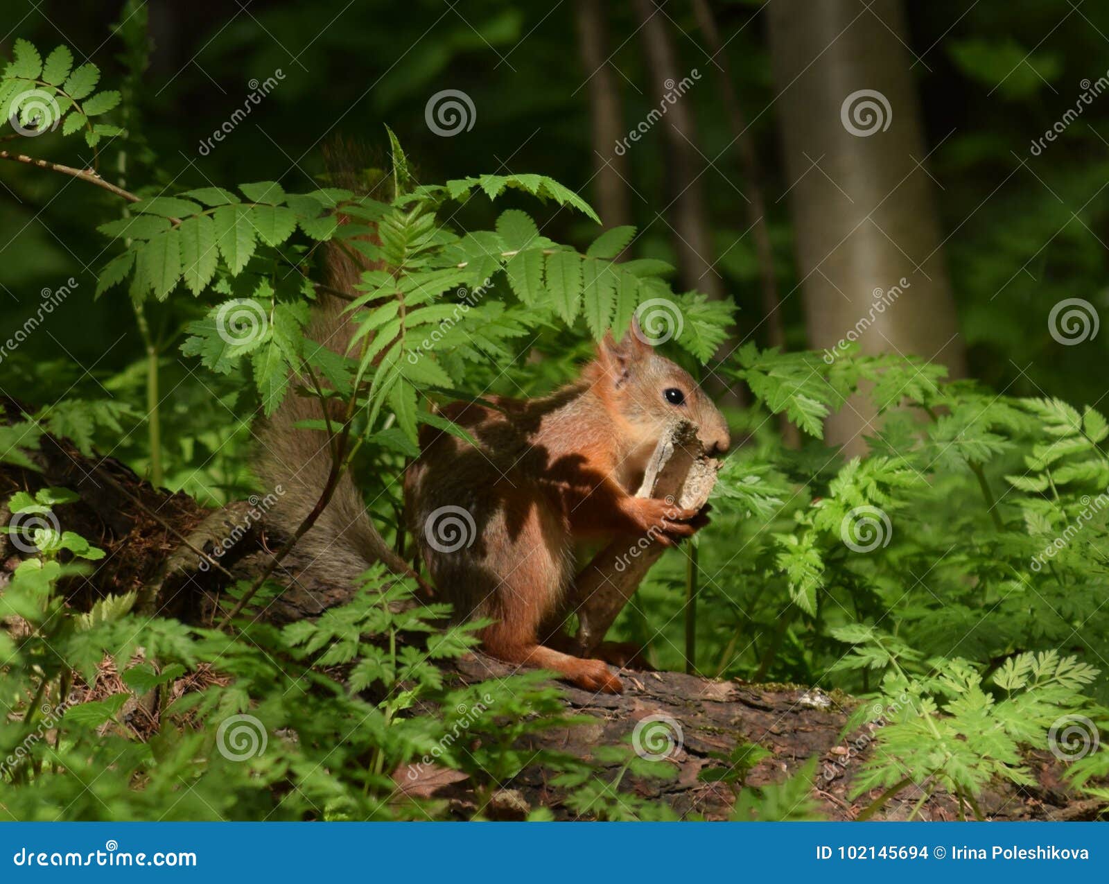 Squirrel chews bone stock photo. Image of branch, spring - 102145694