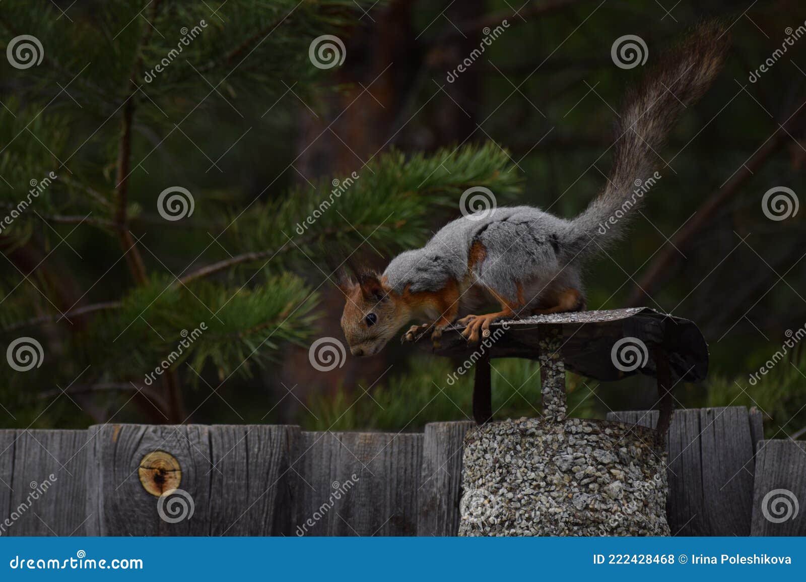 Squirrel and the Chimney in the Garden Stock Photo - Image of sitting ...