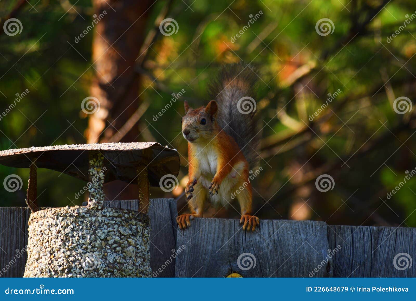 Squirrel and the Chimney in the Garden Stock Image - Image of chimney ...