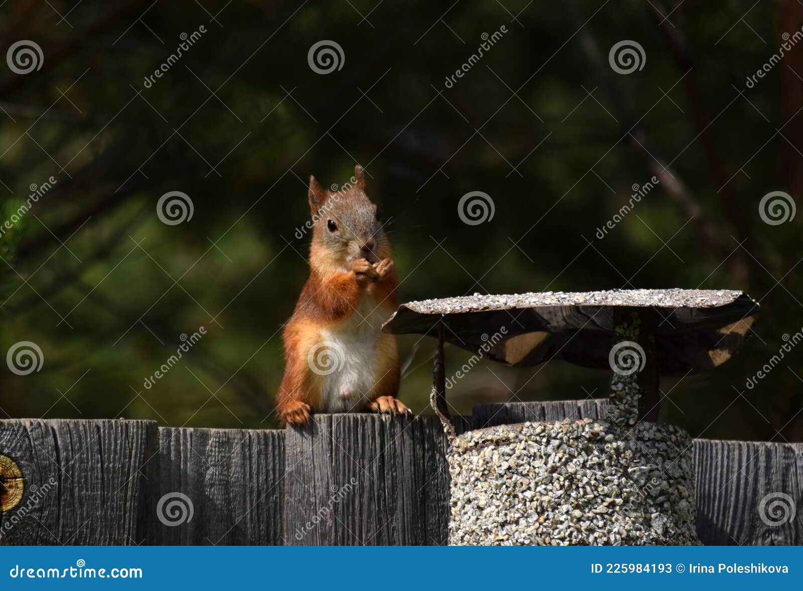 Squirrel and the Chimney in the Garden Stock Image - Image of rodent ...