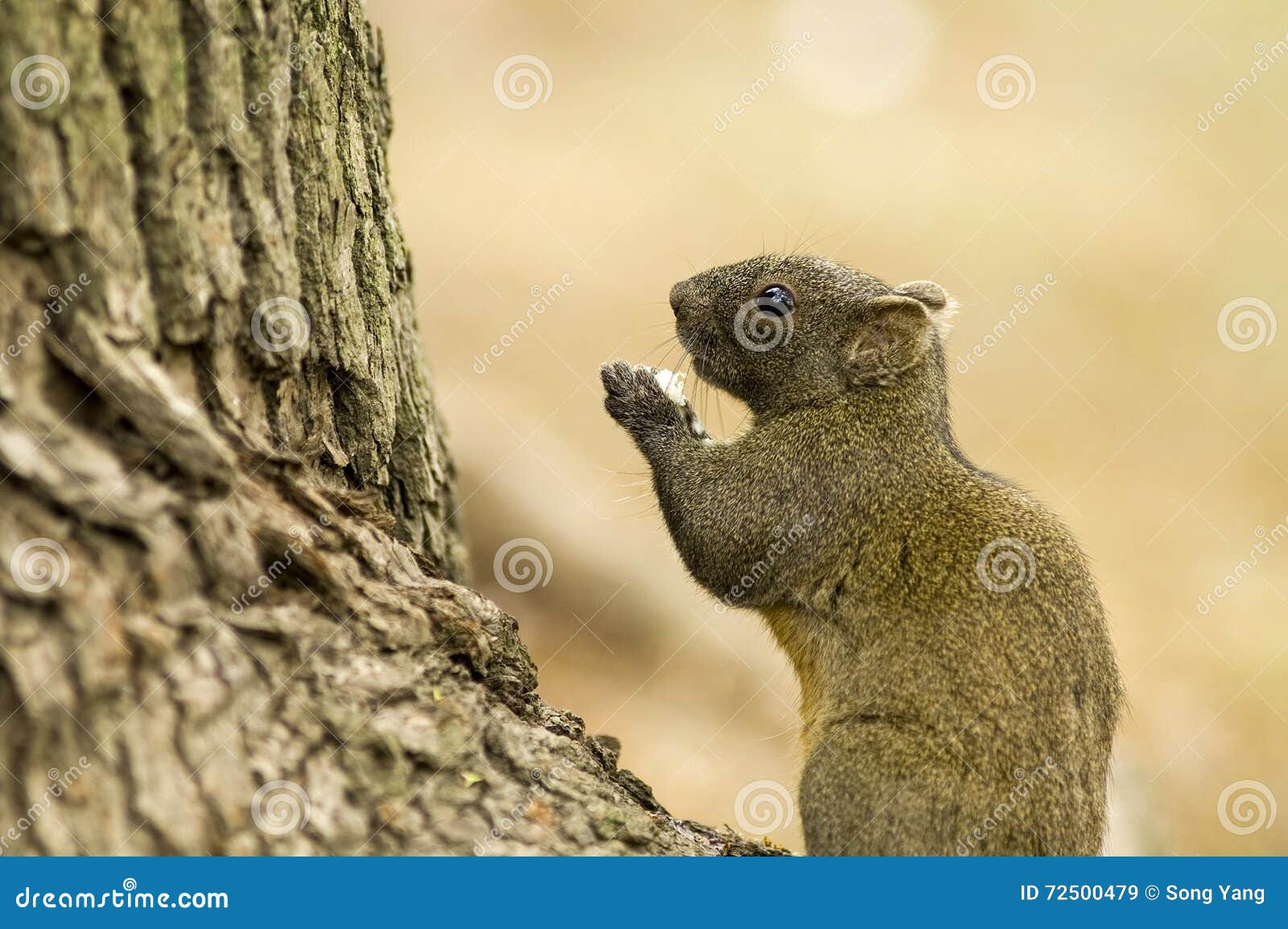 Squirrel stock image. Image of animal, creature, chomping - 72500479