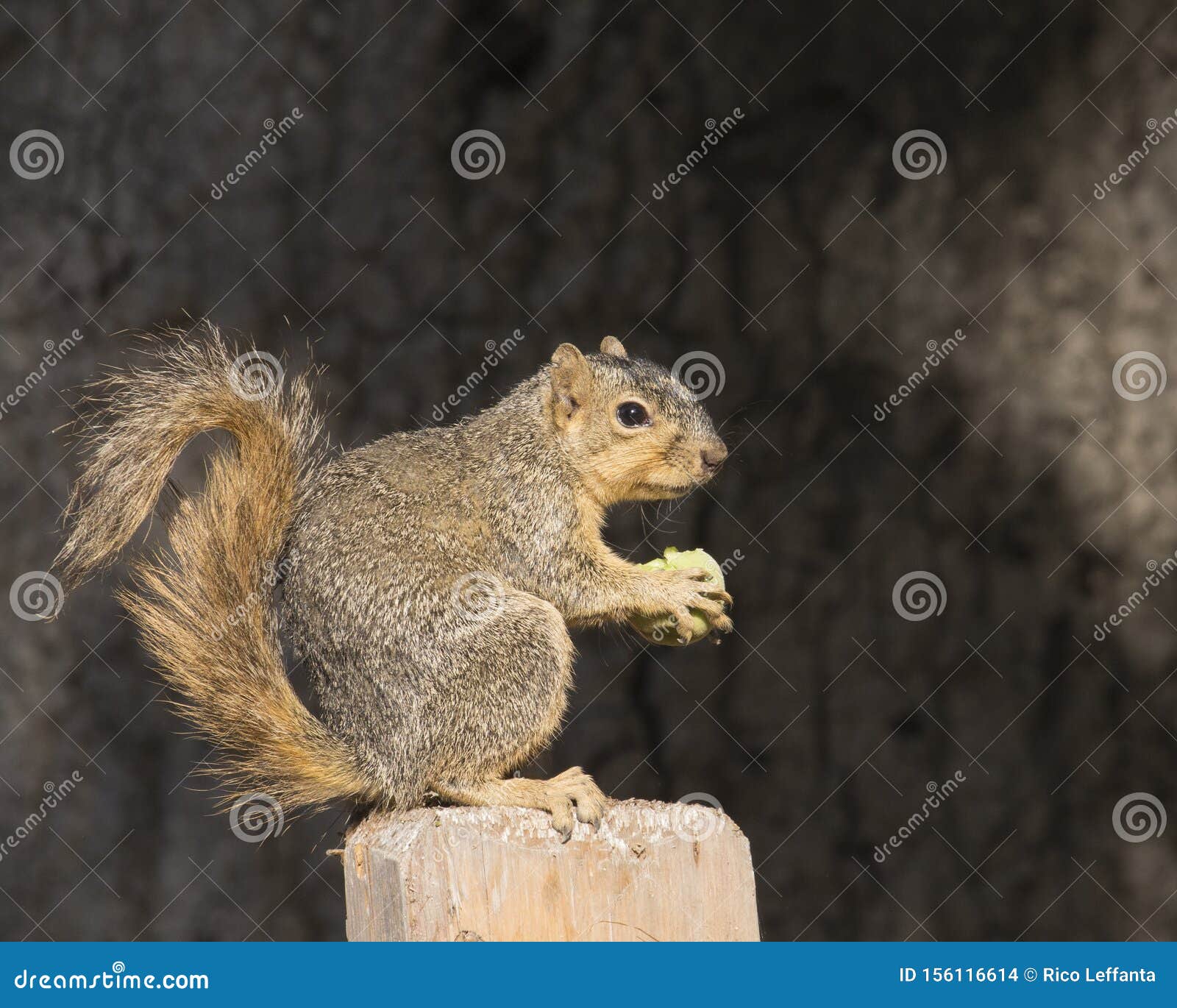 Squirrel Classic Pose stock photo. Image of rodent, bushy - 156116614
