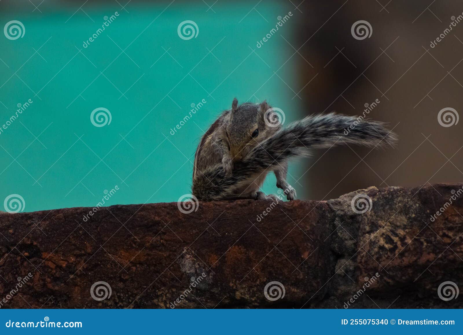 Squirrel Cleaning himself stock photo. Image of branch - 255075340