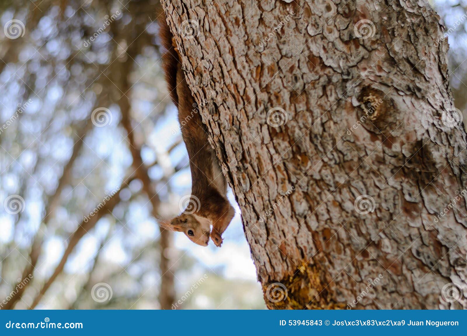 Squirrel climb the tree stock image. Image of tree, hair - 53945843