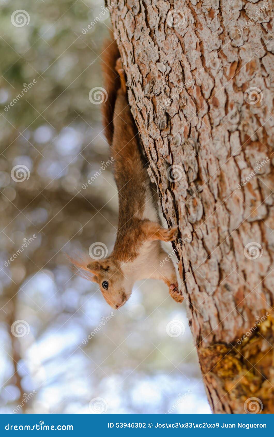 Squirrel Climb the Tree III Stock Photo - Image of funny, trunk: 53946302