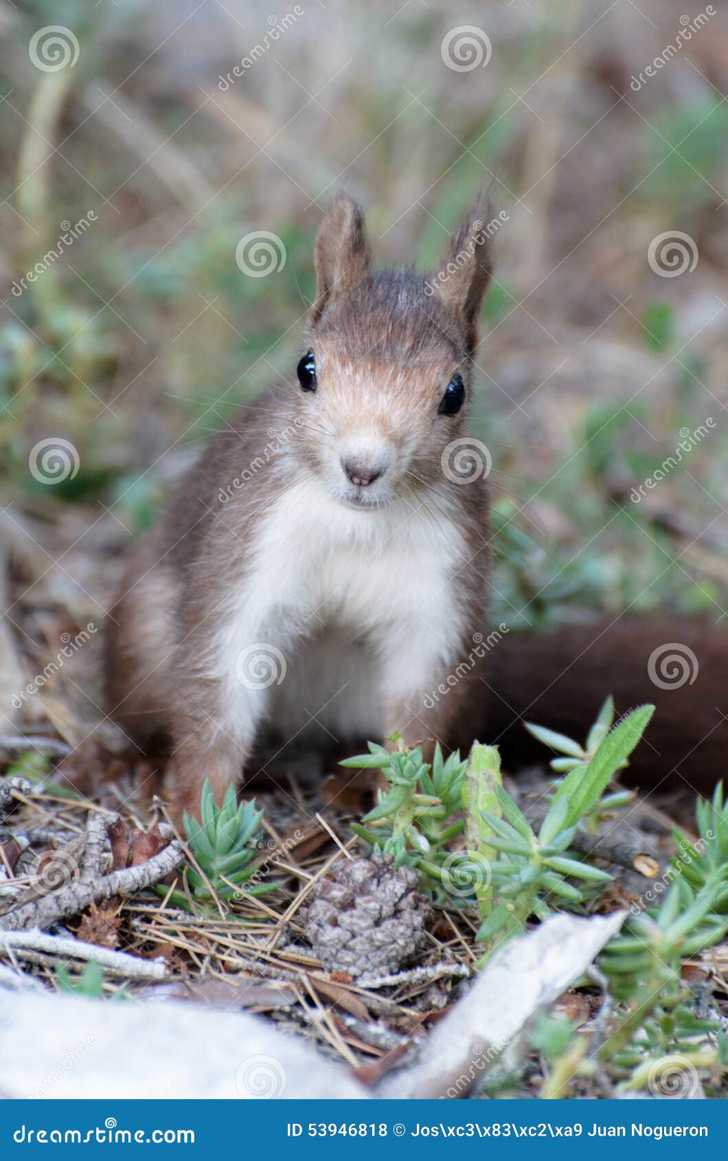 Squirrel climb the tree IV stock photo. Image of tree - 53946818