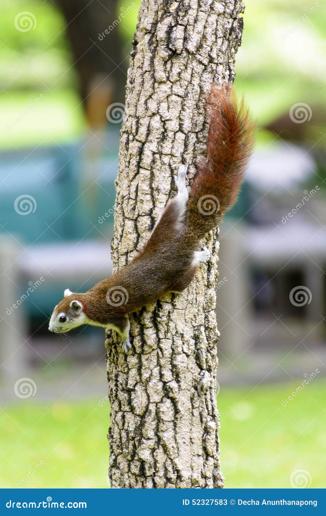 Squirrel stock image. Image of tree, lovely, climb, dormouse - 52327583
