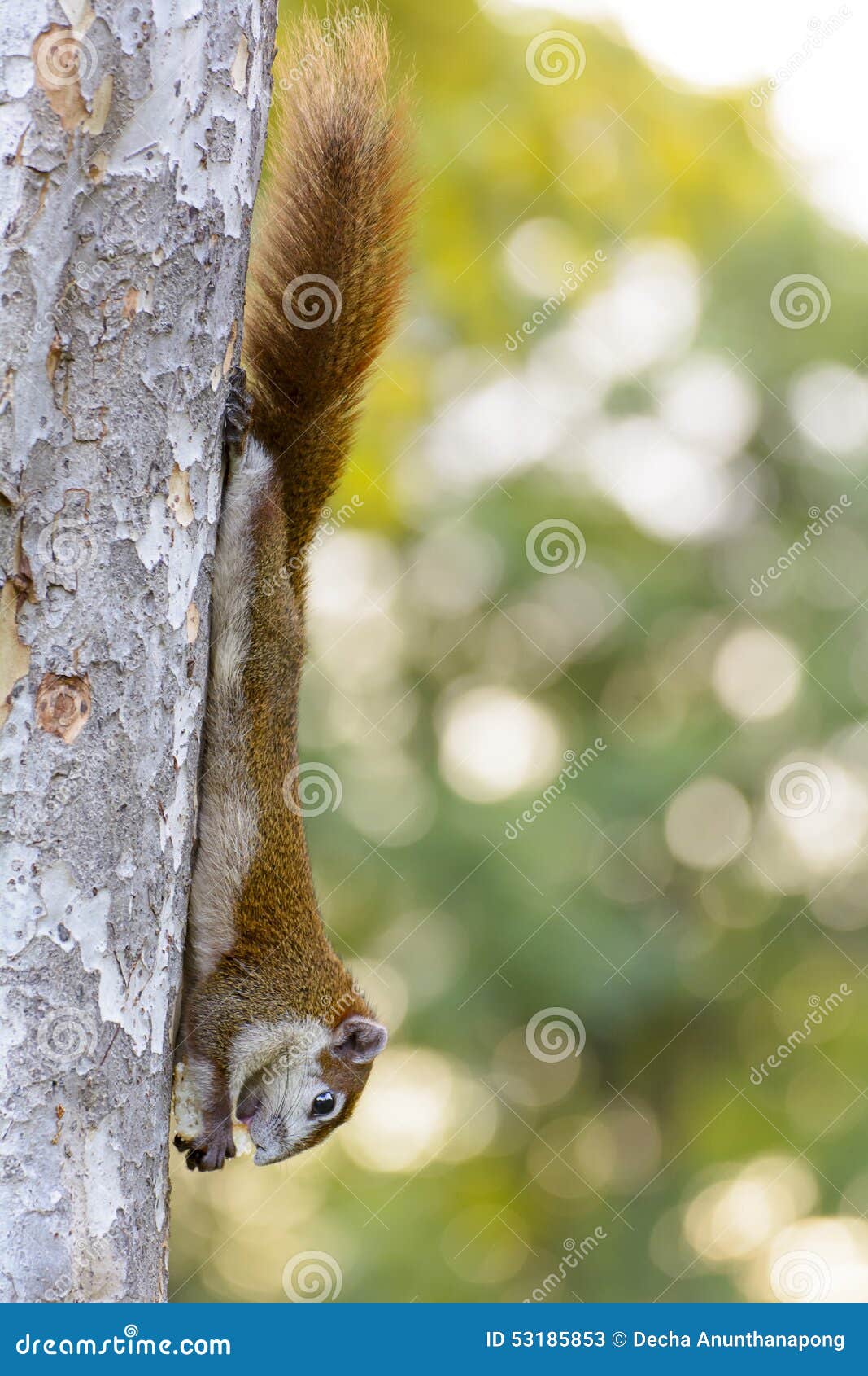 Squirrel stock image. Image of climb, tree, rodent, lovely - 53185853