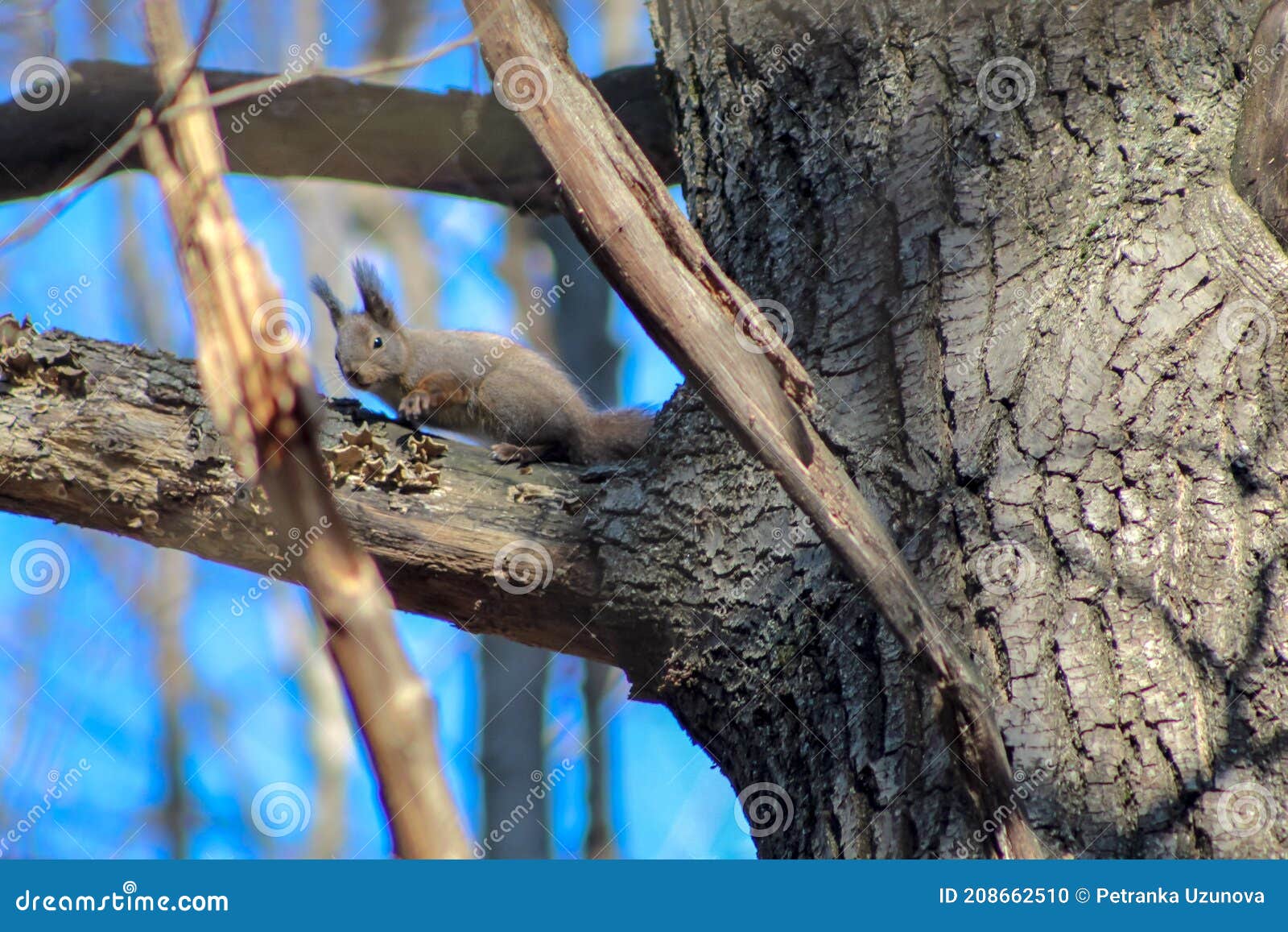 A Squirrel Climbed on a Tree is Looking Around Curiously Stock Photo ...