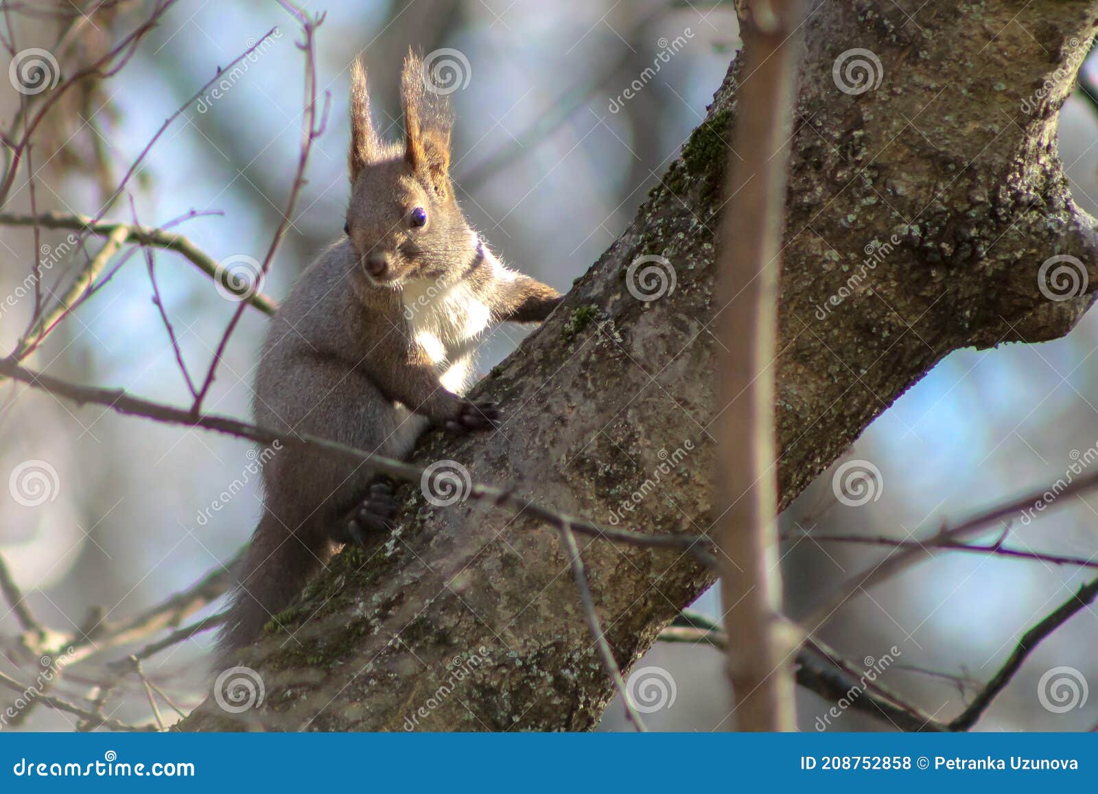 A Squirrel Climbed on a Tree is Looking Around Curiously Stock Photo ...