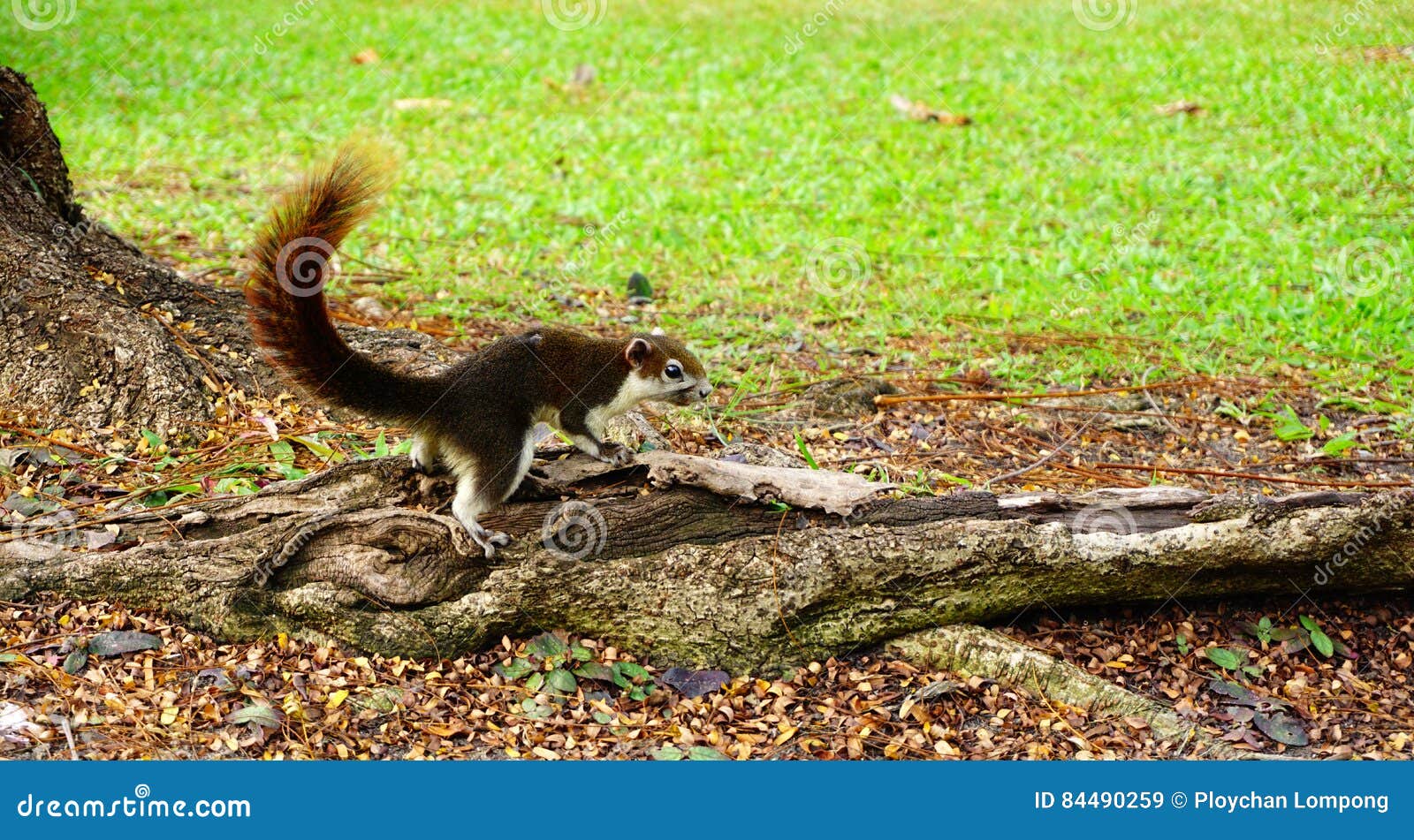 Squirrel Climbing Down a Tree. Cute Looking Small Furry Animal Stock ...