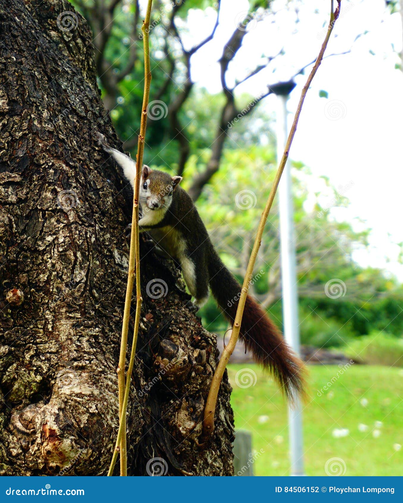 Squirrel Climbing Down a Tree. Cute Looking Small Furry Animal Stock ...
