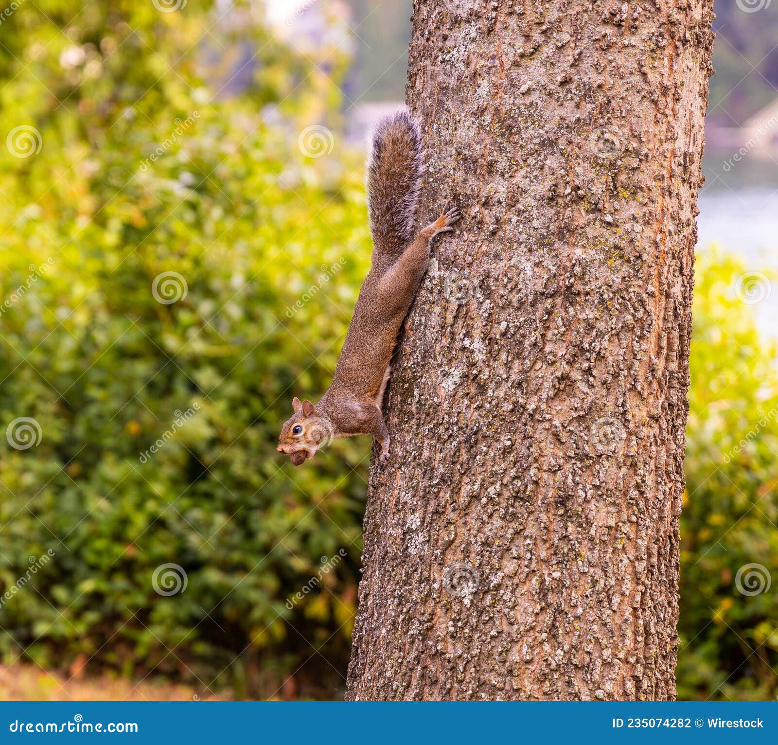 Squirrel Climbing Down a Tree in a Park Stock Photo - Image of wildlife ...