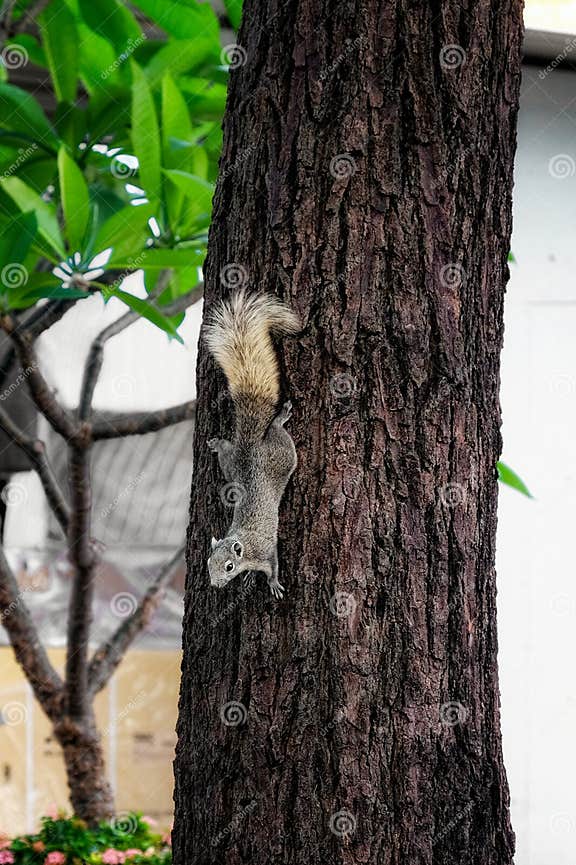 A Squirrel Climbing Down a Tree. the Squirrel is Gray in Color and Has ...