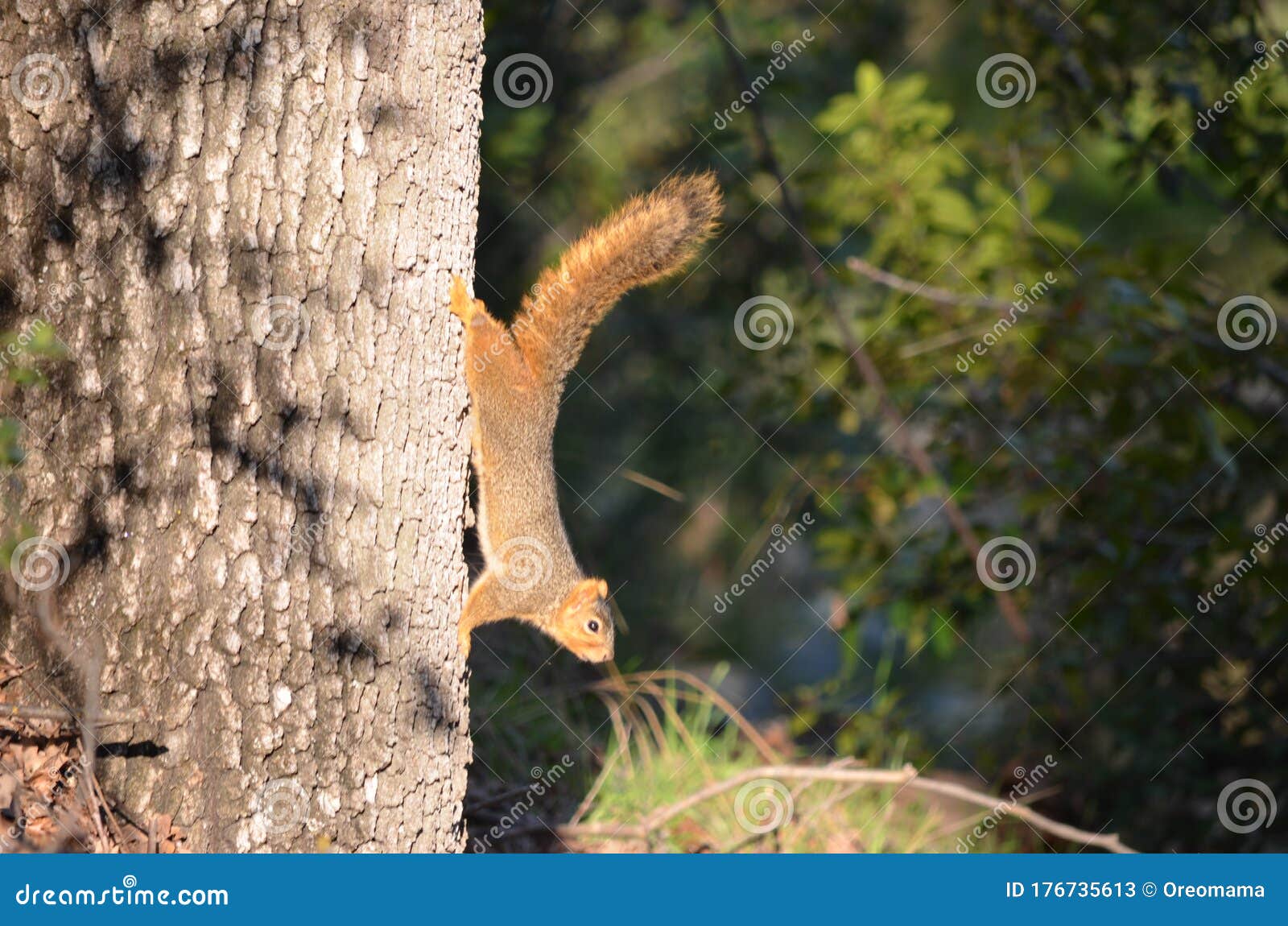 Squirrel Climbing Down Tree Stock Image - Image of forest, fauna: 176735613