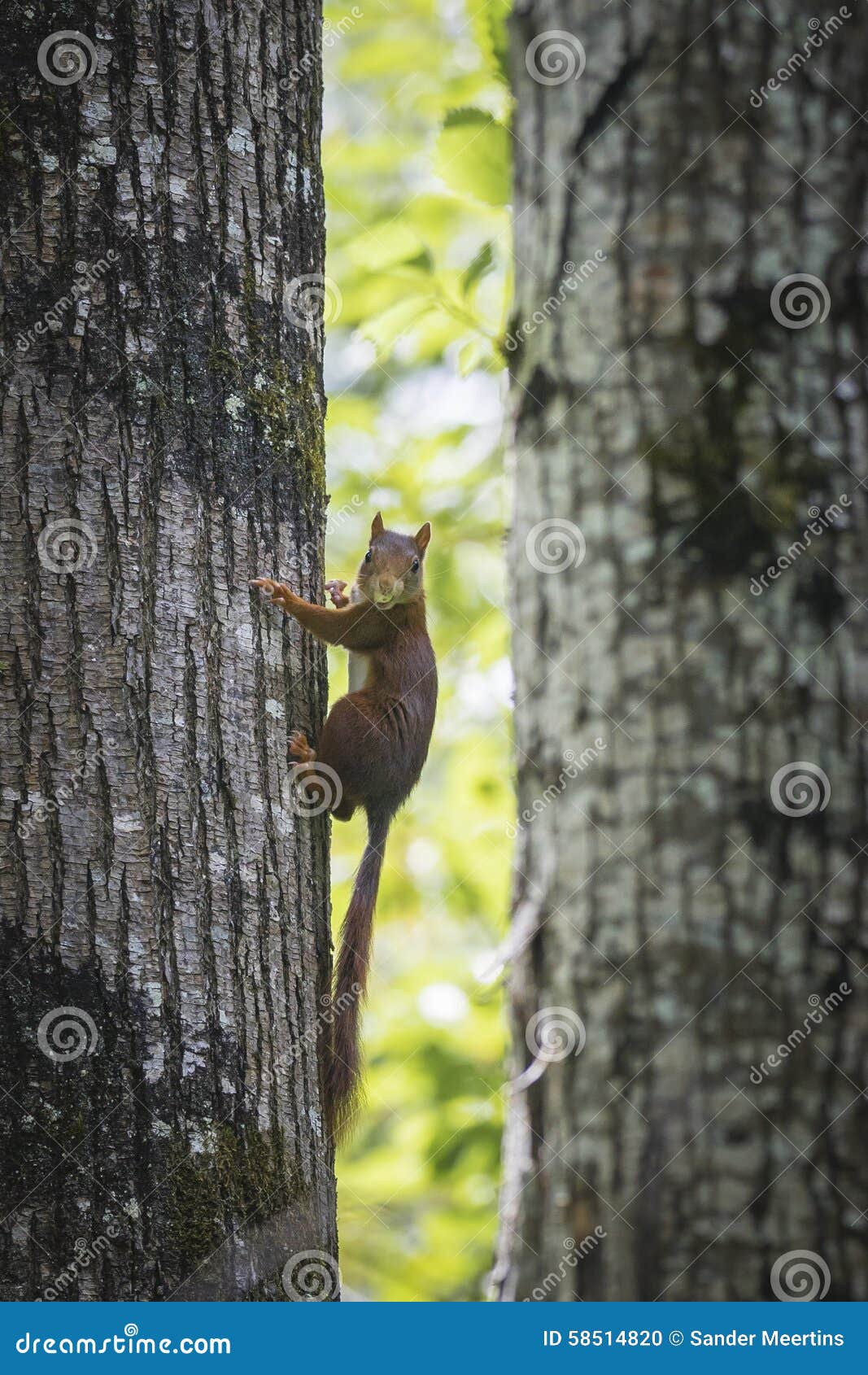 Squirrel climbing stock photo. Image of tree, soft, trees - 58514820